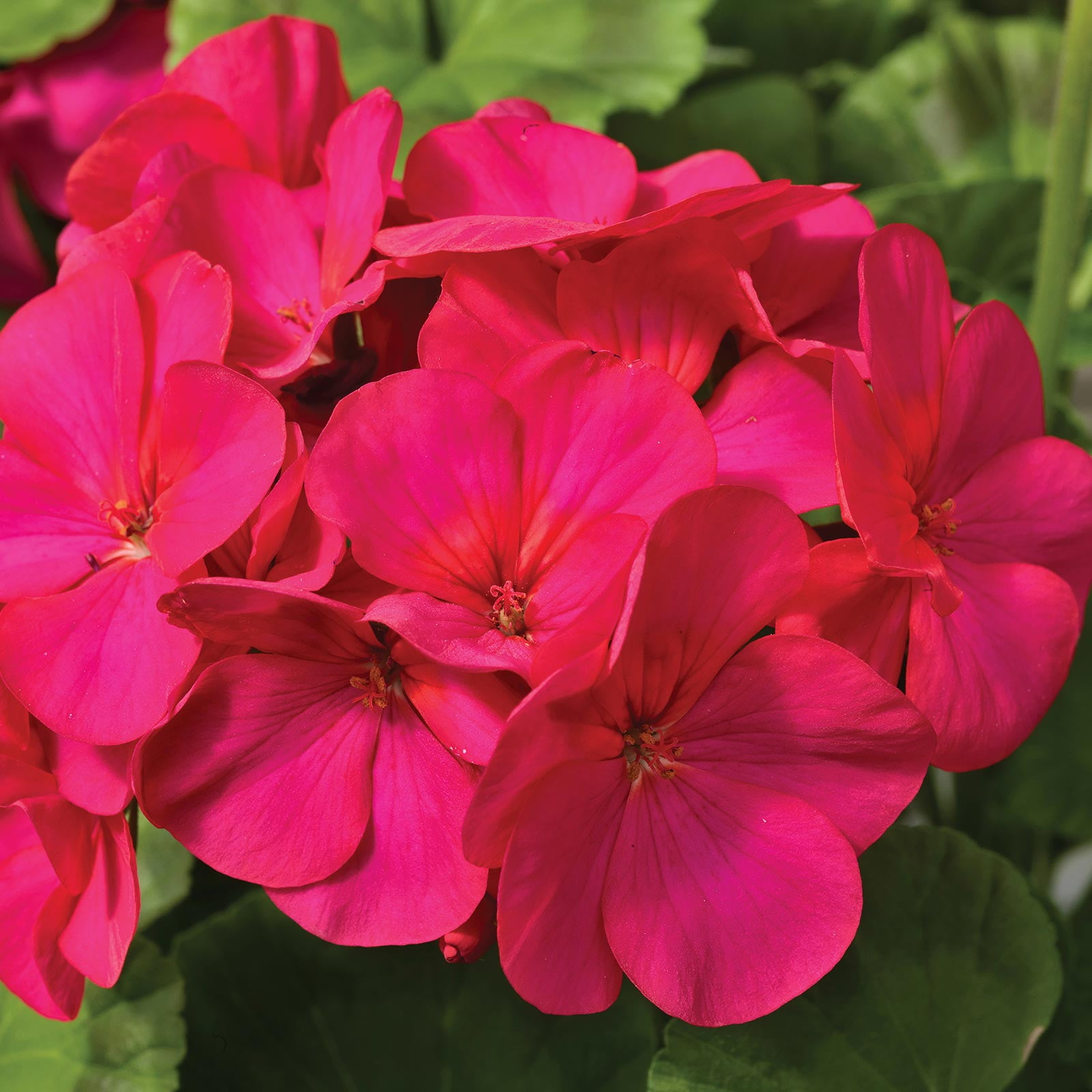 Maverick F1 Series Geranium Flower Garden Seeds - Violet - 100 Seeds ...
