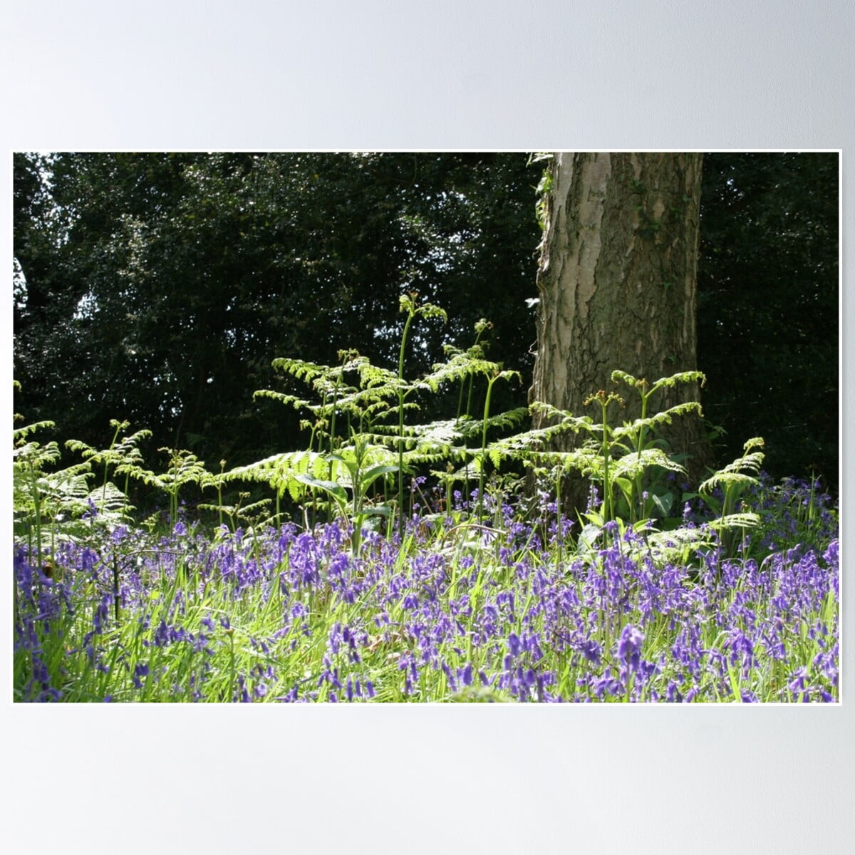 Maverick Natural World -Ferns Dancing With Bluebells Poster Wall Art ...