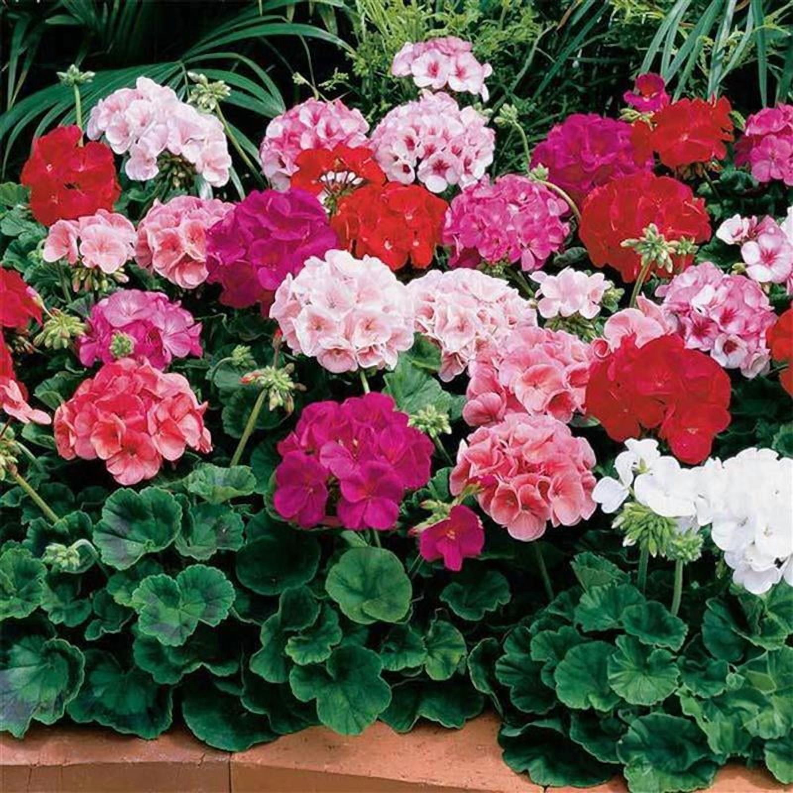 Maverick Series Geranium Mix ~10 Seeds – Pelargonium x hortorum – Non ...