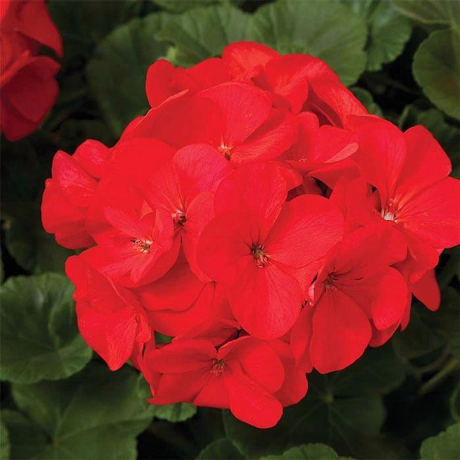 Maverick Series Geranium Red ~50 Seeds – Pelargonium x hortorum – Non ...