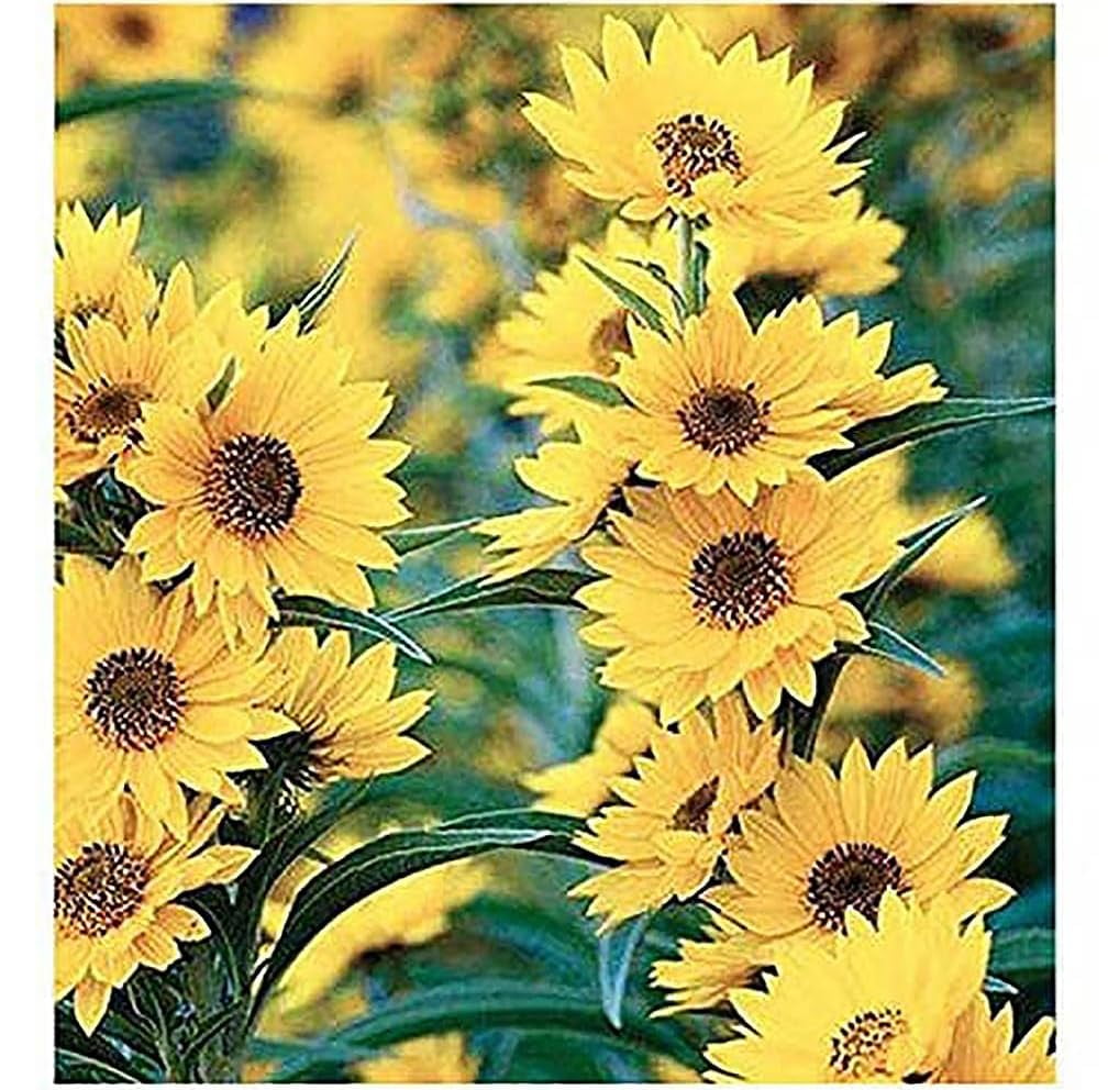 Maximilian Sunflower Seeds TWE5 - Attracts Bees and Butterflies ...