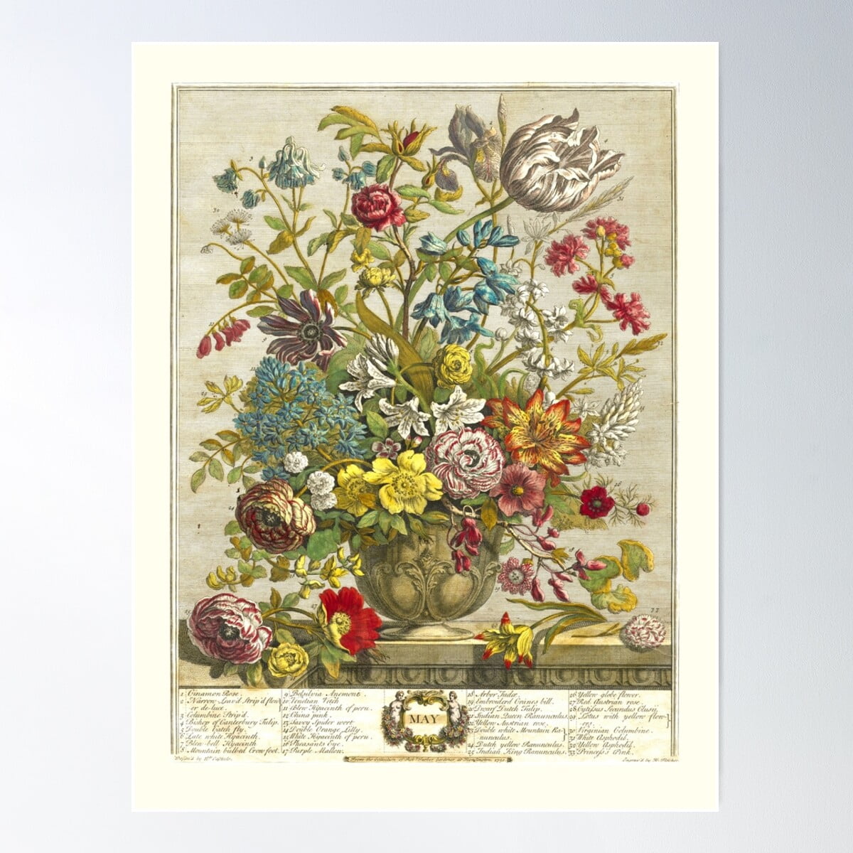 May, From The Twelve Months Of Flowers, By Robert Furber (1732) High ...