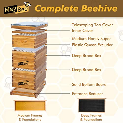 MayBee 8-Frame Langstroth Beehive Dipped in 100% Beeswax, Bee Hive for ...