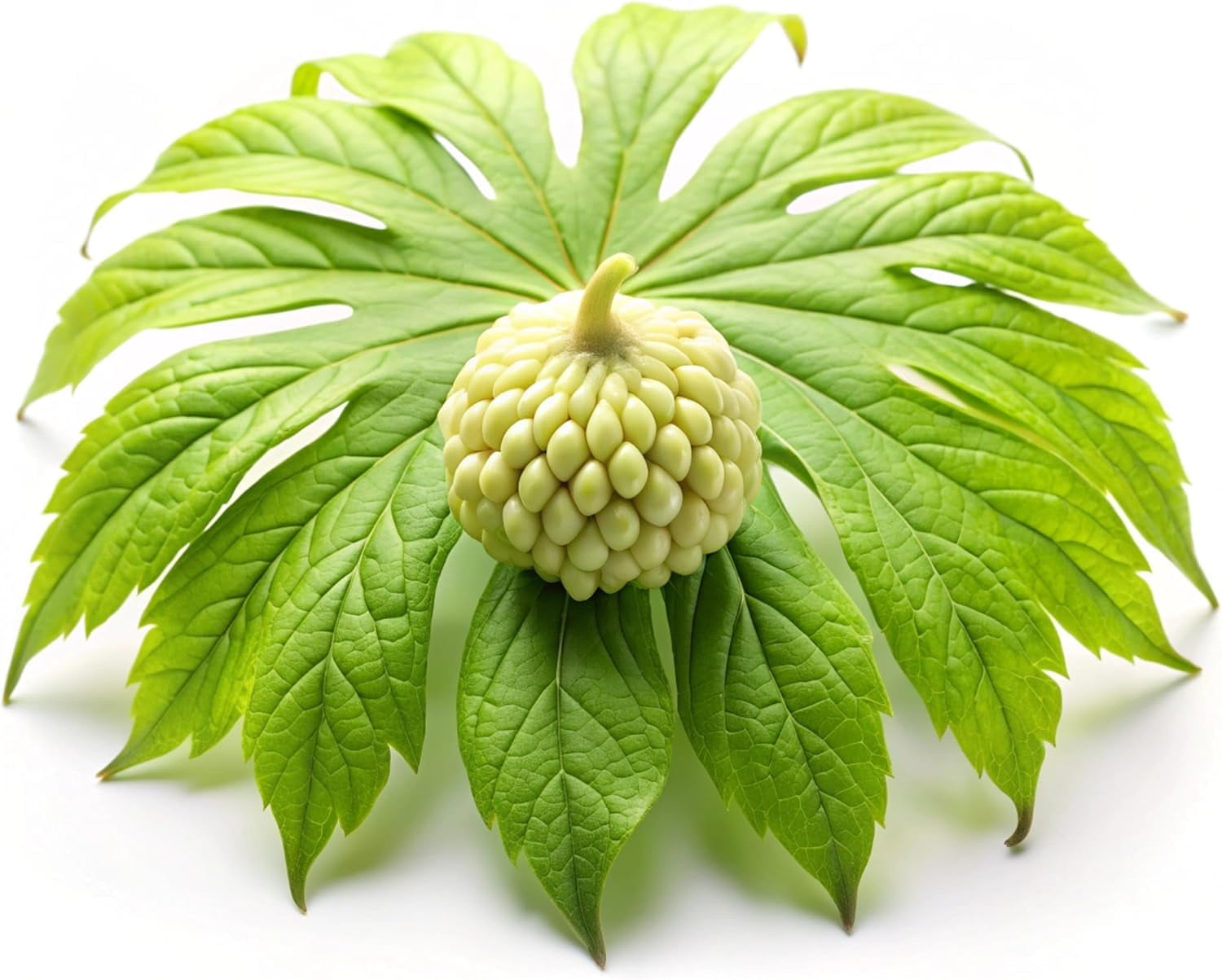 Mayapple Plant 1 Seedling - Walmart.com