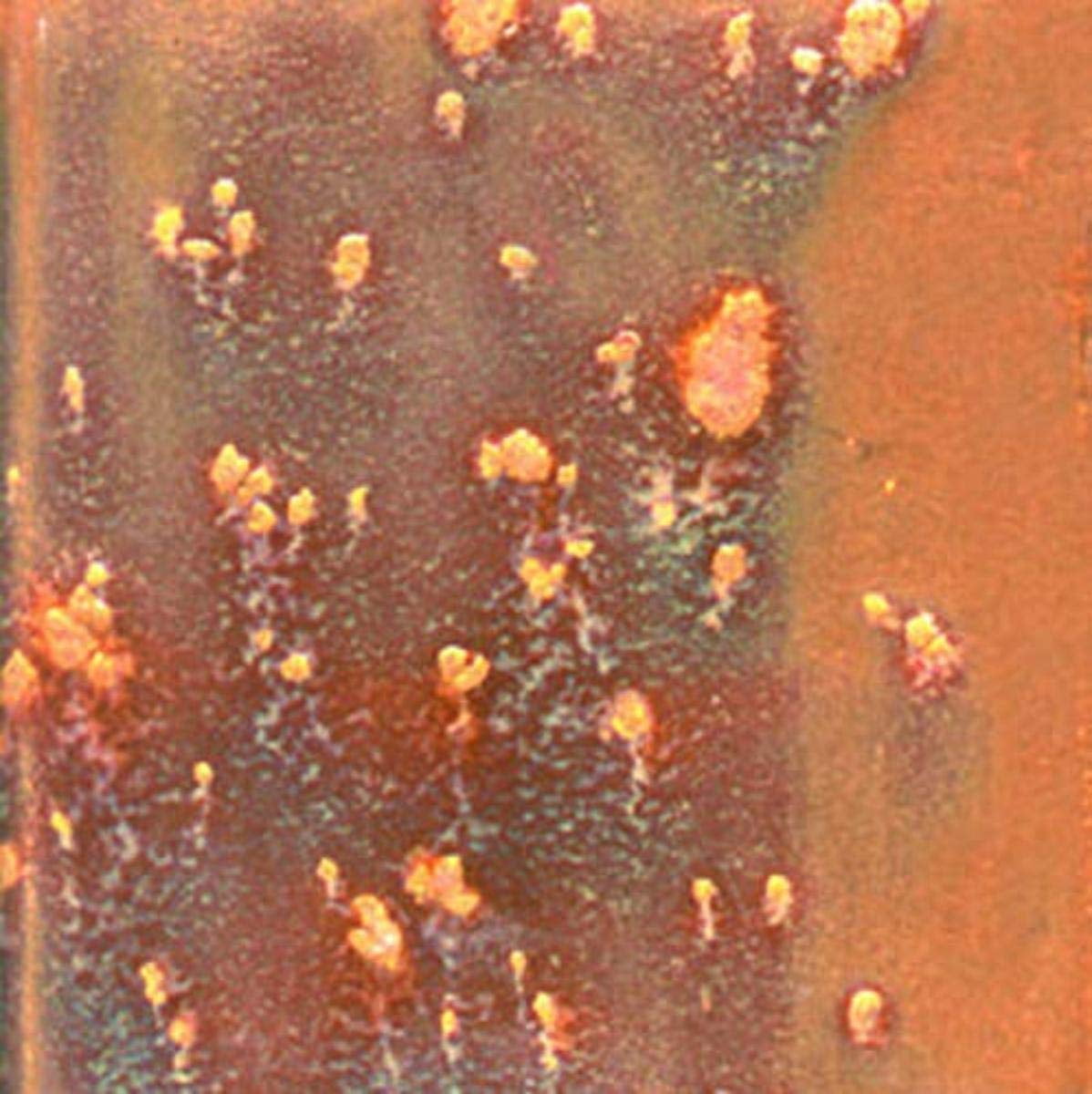 Mayco Elements Chunkies Glaze, Glowing Ember EL-204, 1 Pint - Walmart.com