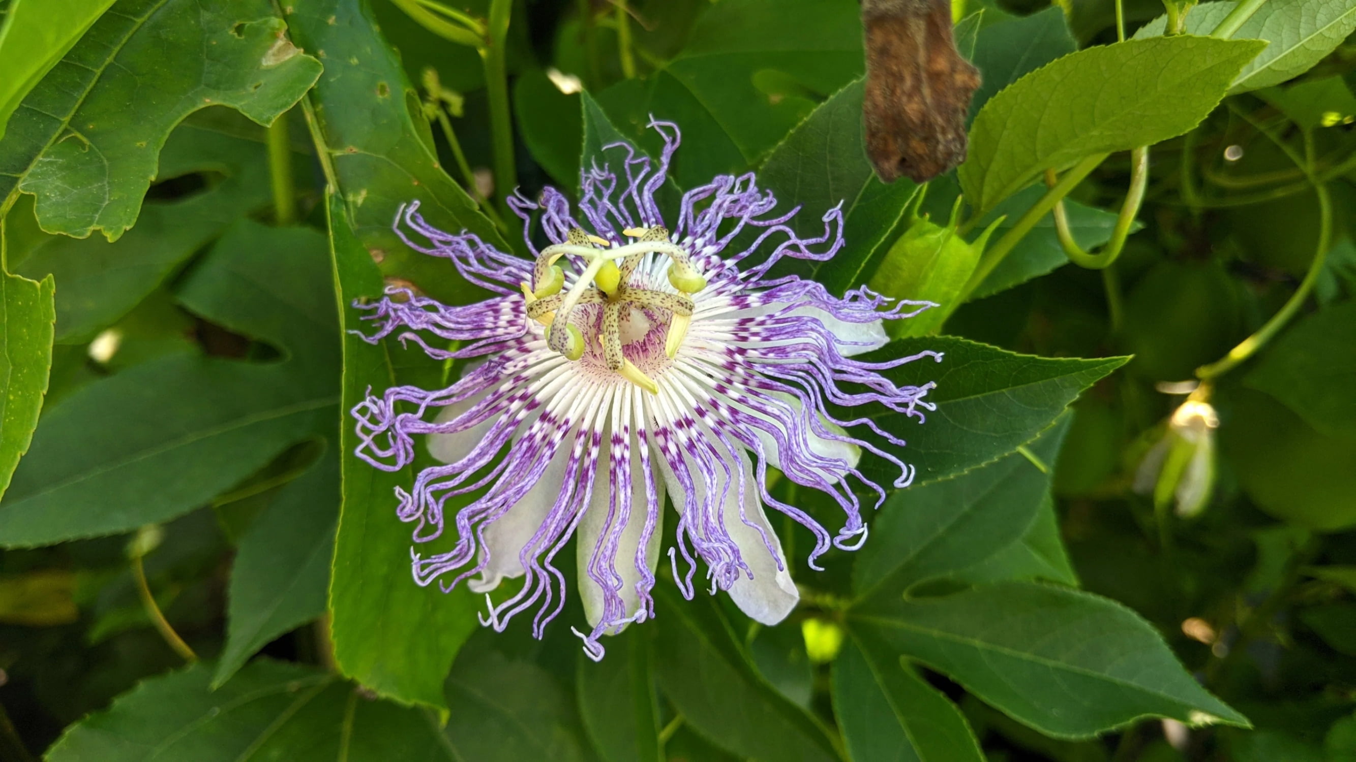 Maypop Purple Passionflower - Walmart.com