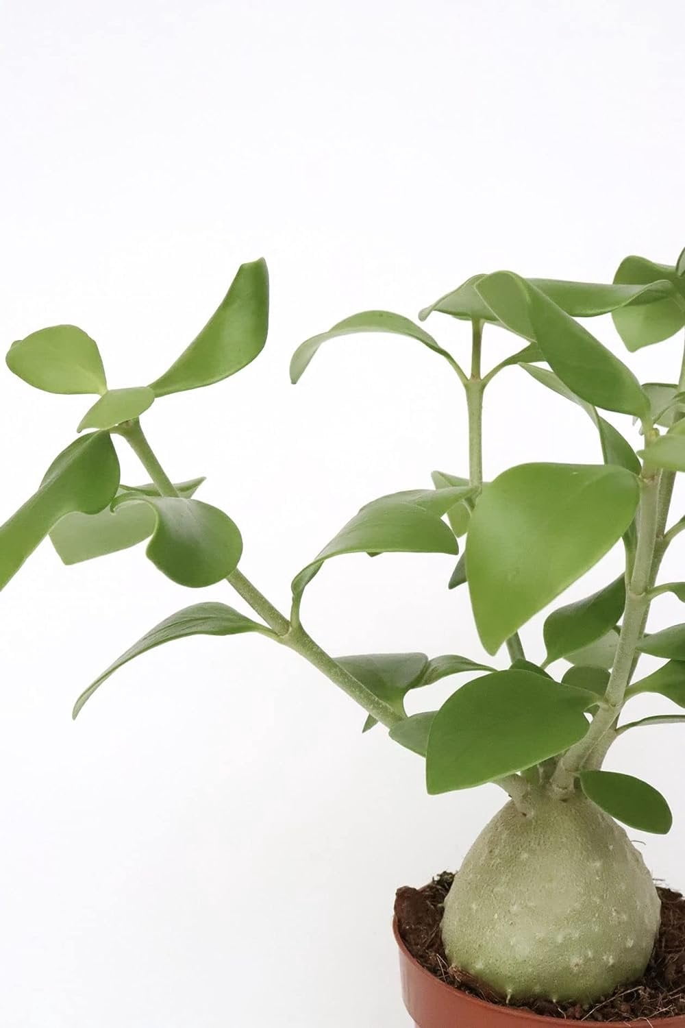 Maze Plant - Ant Plant - Live Plant in a 3 Inch Growers Pot ...