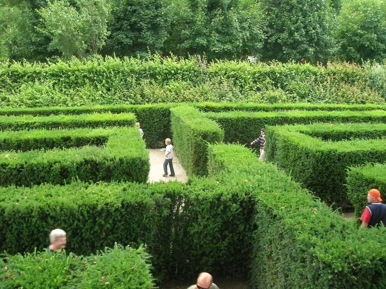 Maze Plant Seeds- English Yew Tree - 20 Seeds - Walmart.com