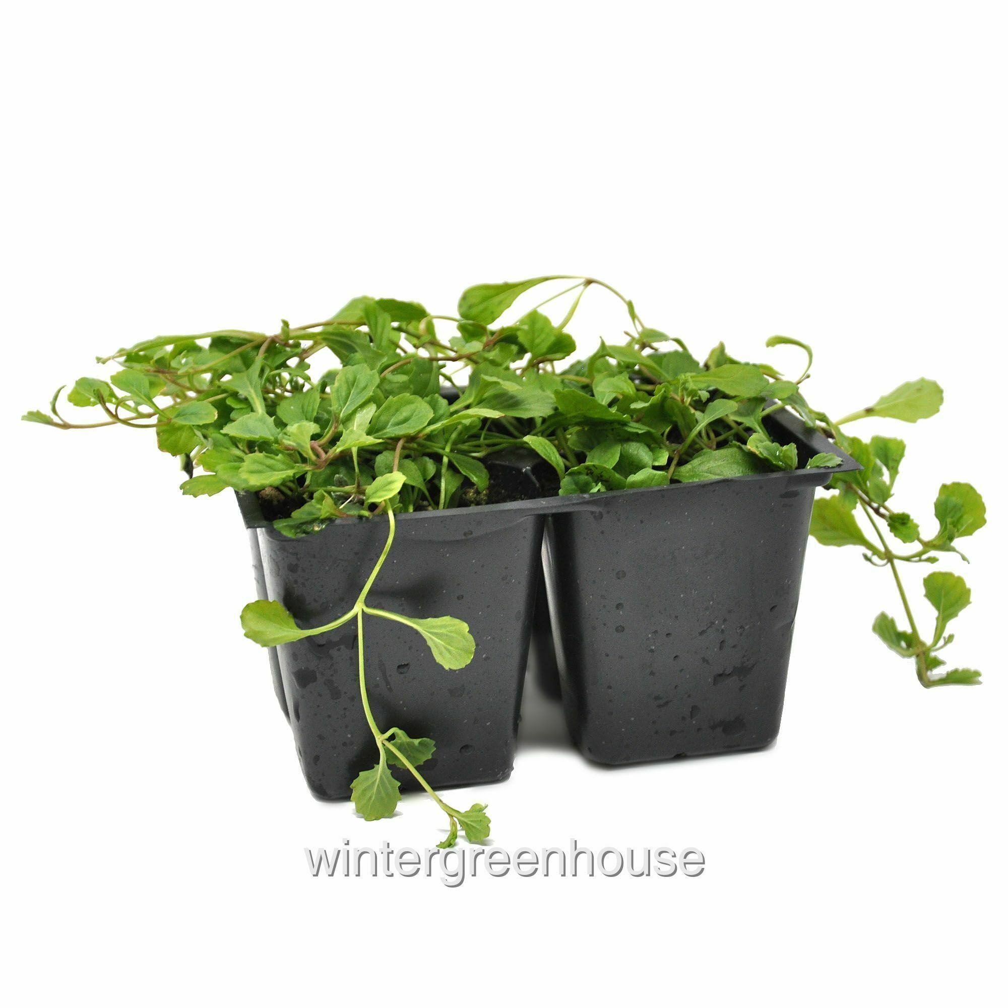 Mazus Reptans Purple, Creeping Mazus Ground Cover - Easy to Grow, Live ...