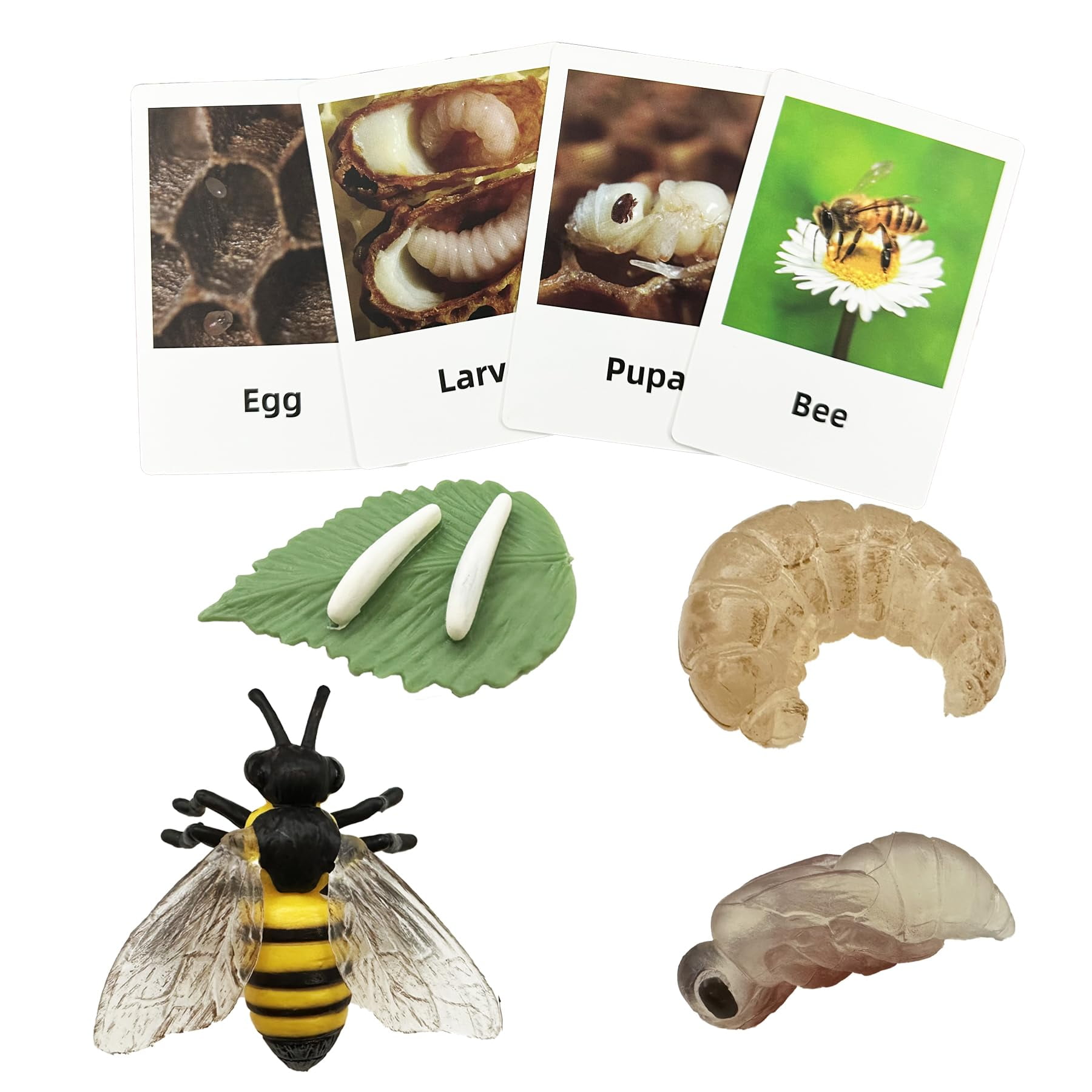 Mbrain 4pcs Bee Growth Cycle with Flash Cards,Life Cycle Learning ...