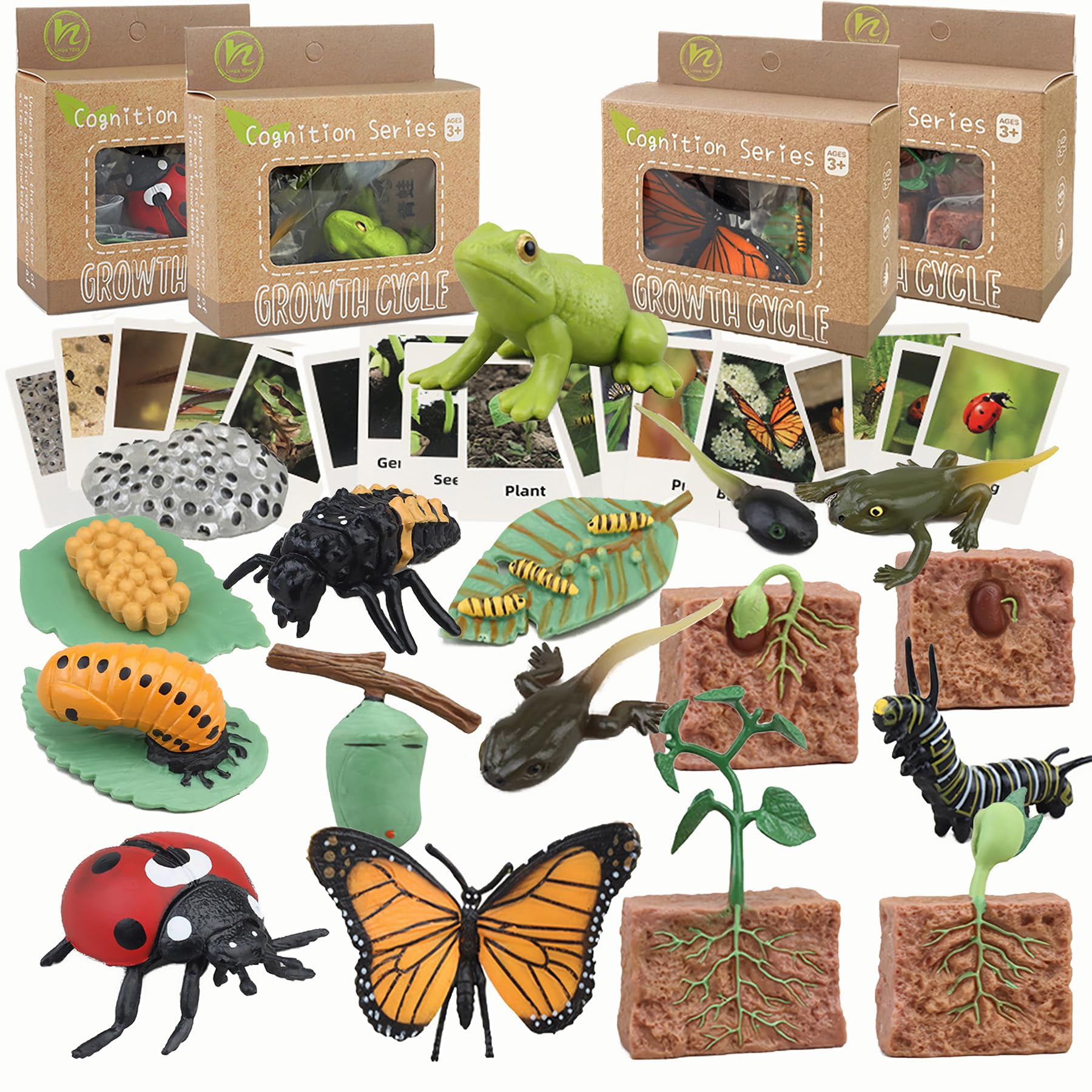 Mbrain Life Cycle Learning STF9 & Education Toys,Montessori Toys ...