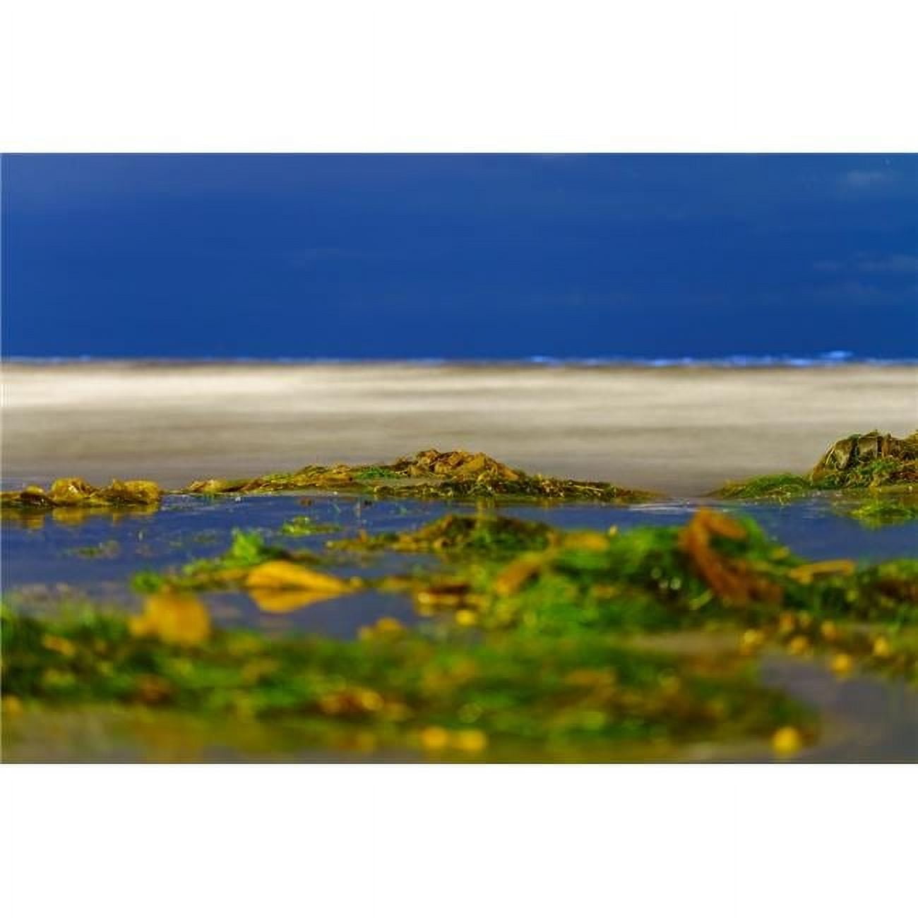 McClean 3581582 36 x 24 in. La Jolla Beach Seaweed Bio Luminescence ...