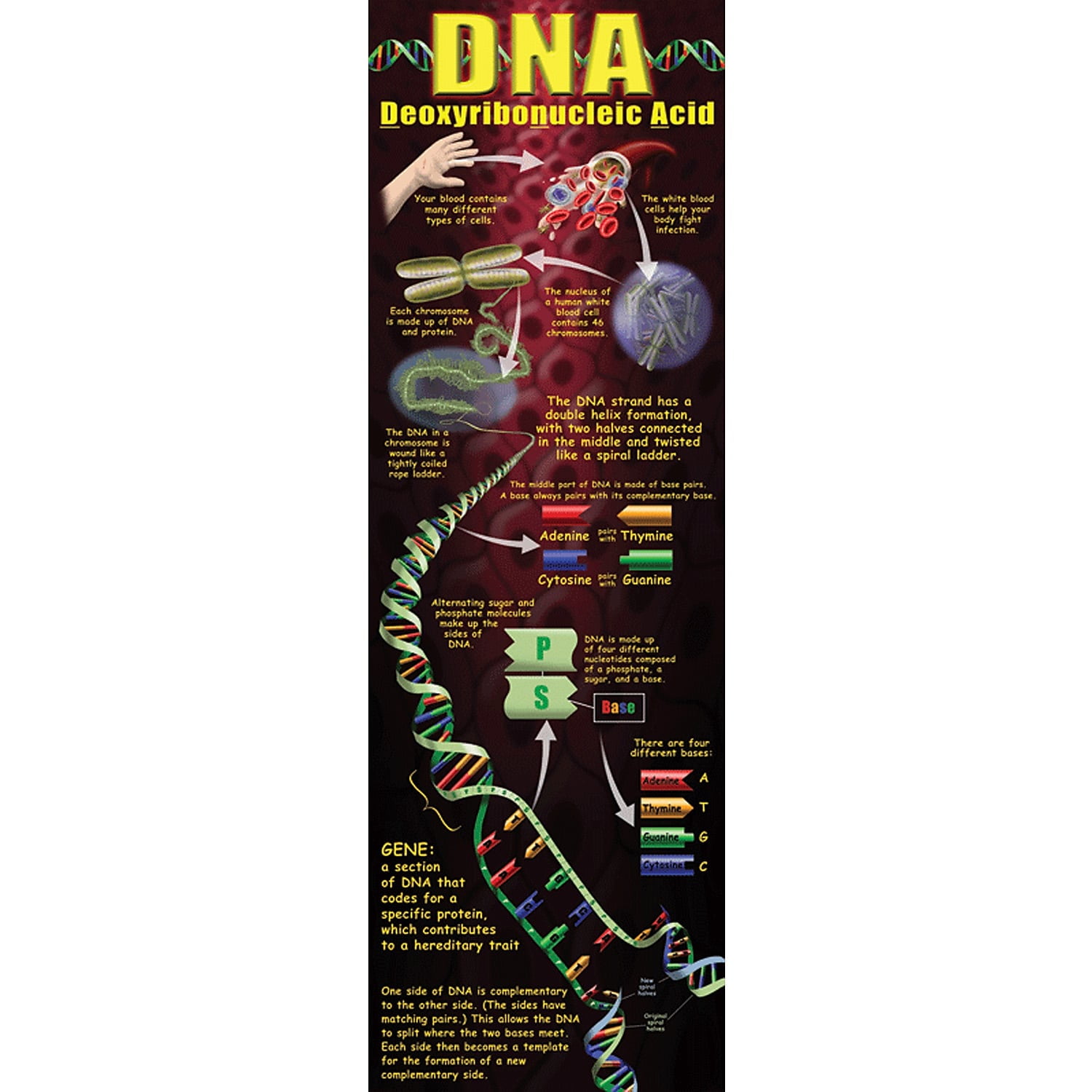 McDonald Publishing Dna Colossal Poster 1652 - Walmart.com