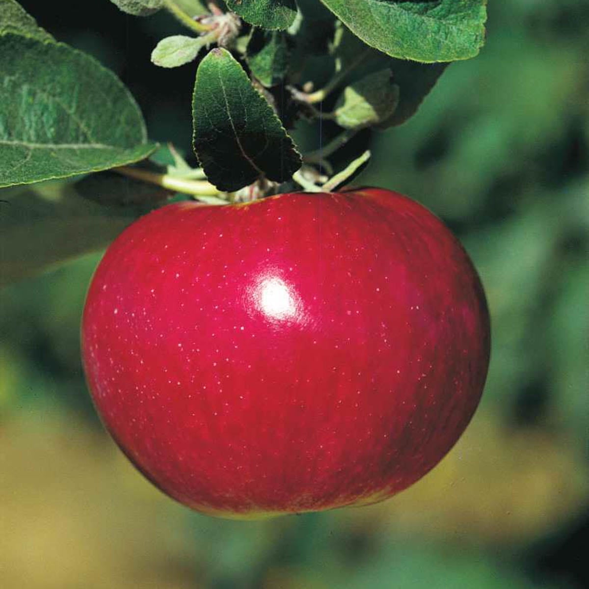 McIntosh Apple Standard Dormant Bare Root Starter Fruit Tree (1-Pack ...