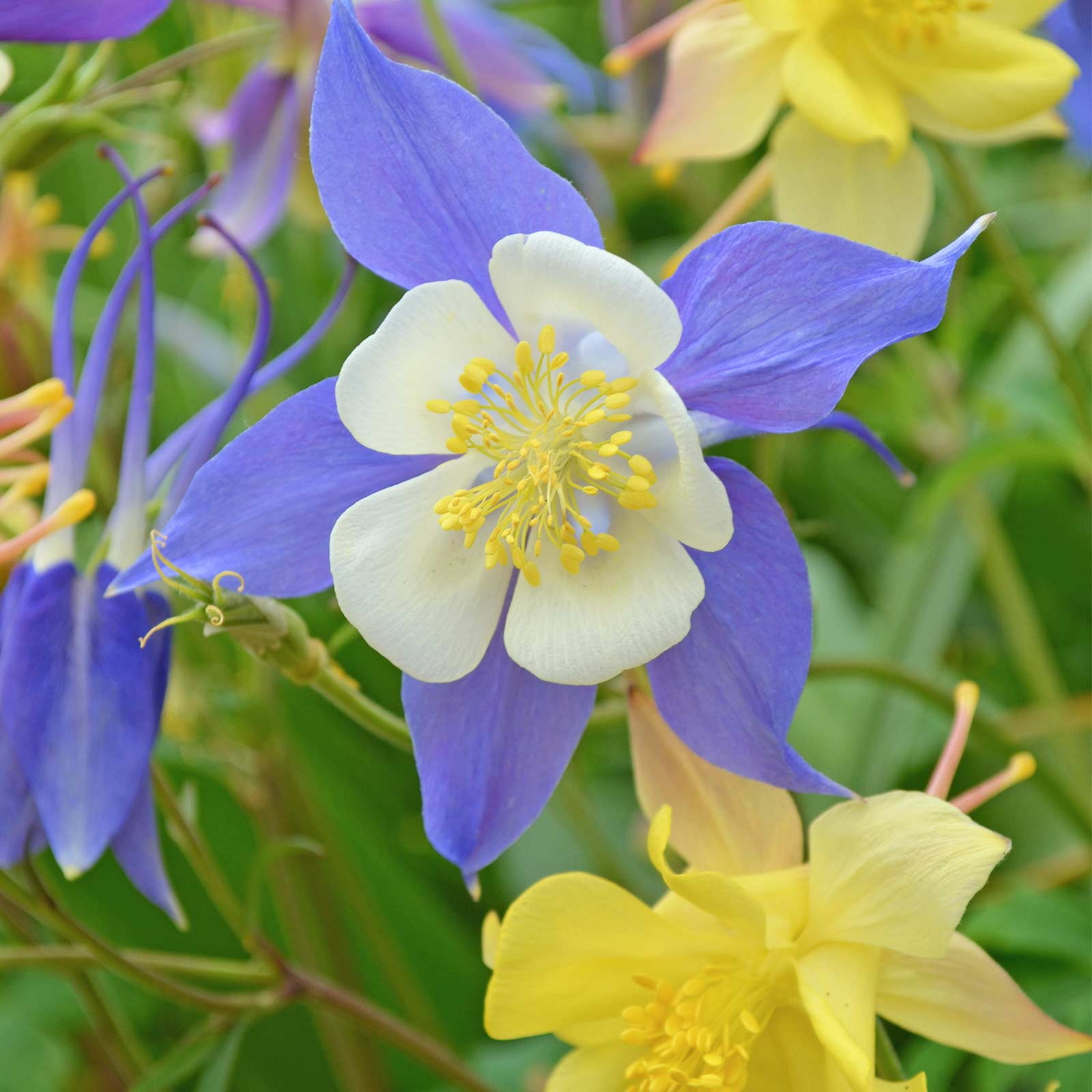 McKansas Giant Columbine Seeds - 500 Mg Packet ~400 Seeds - Bright ...