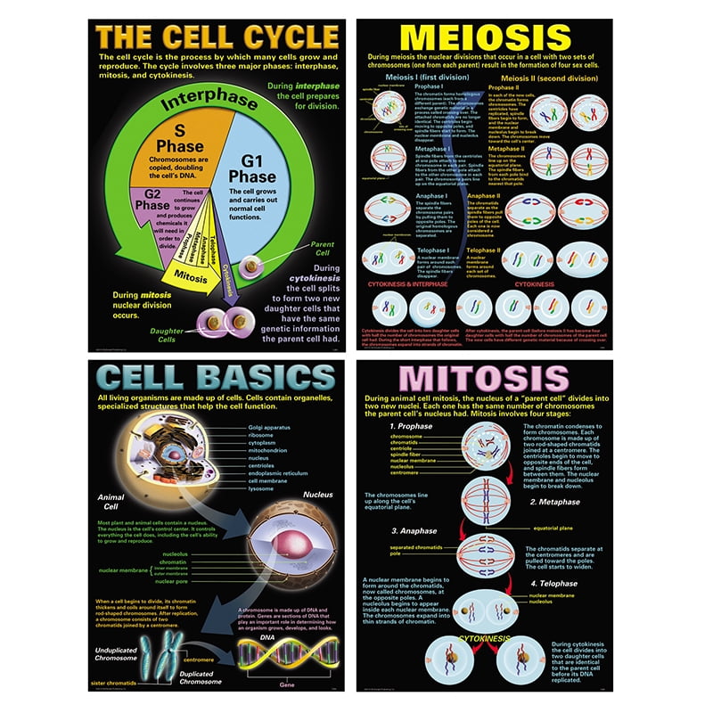 McDonald Publishing Cells Posters, Set of 4 - Walmart.com