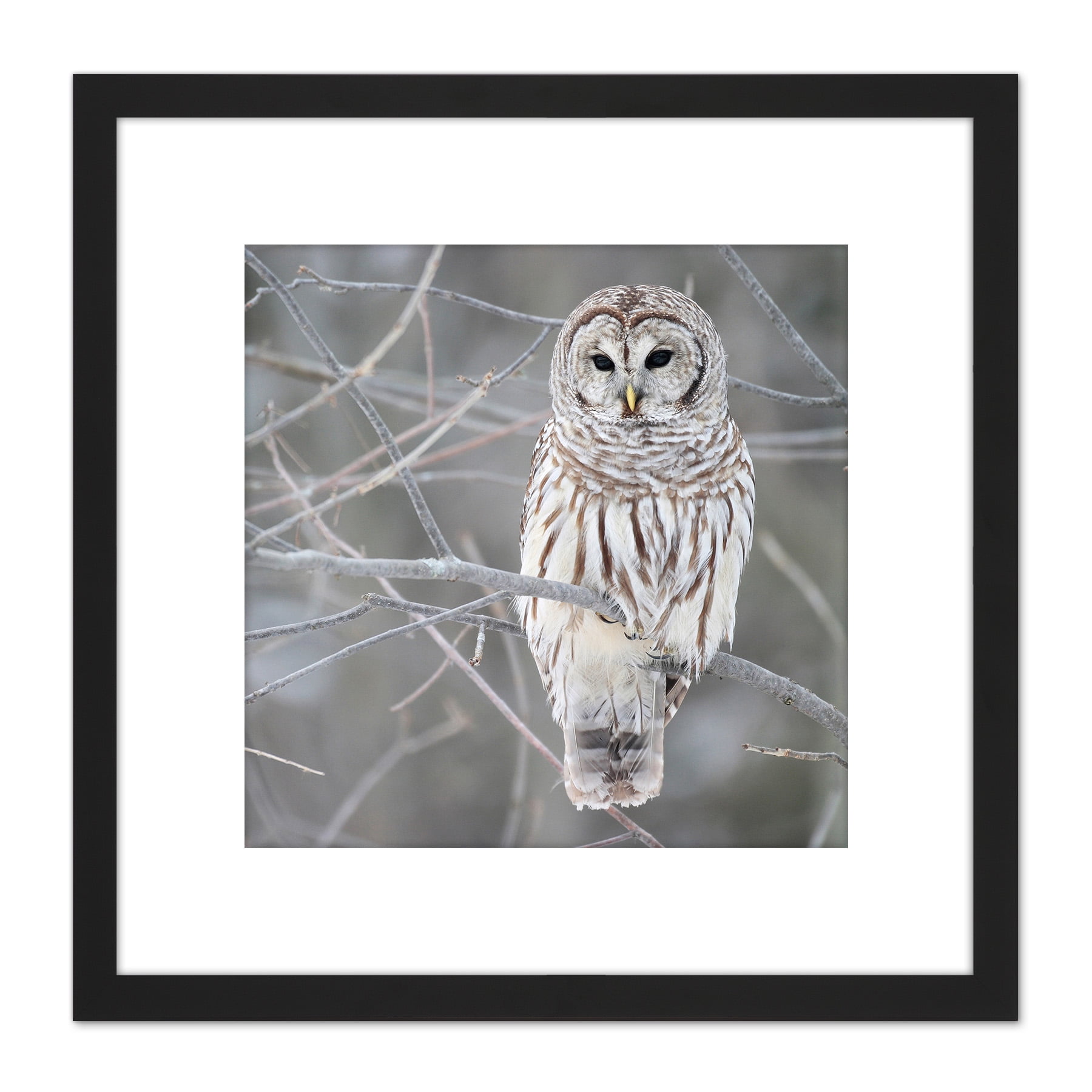 Mdf Barred Owl Bird Tree Nature Photo 8X8 Inch Square Wooden Framed ...