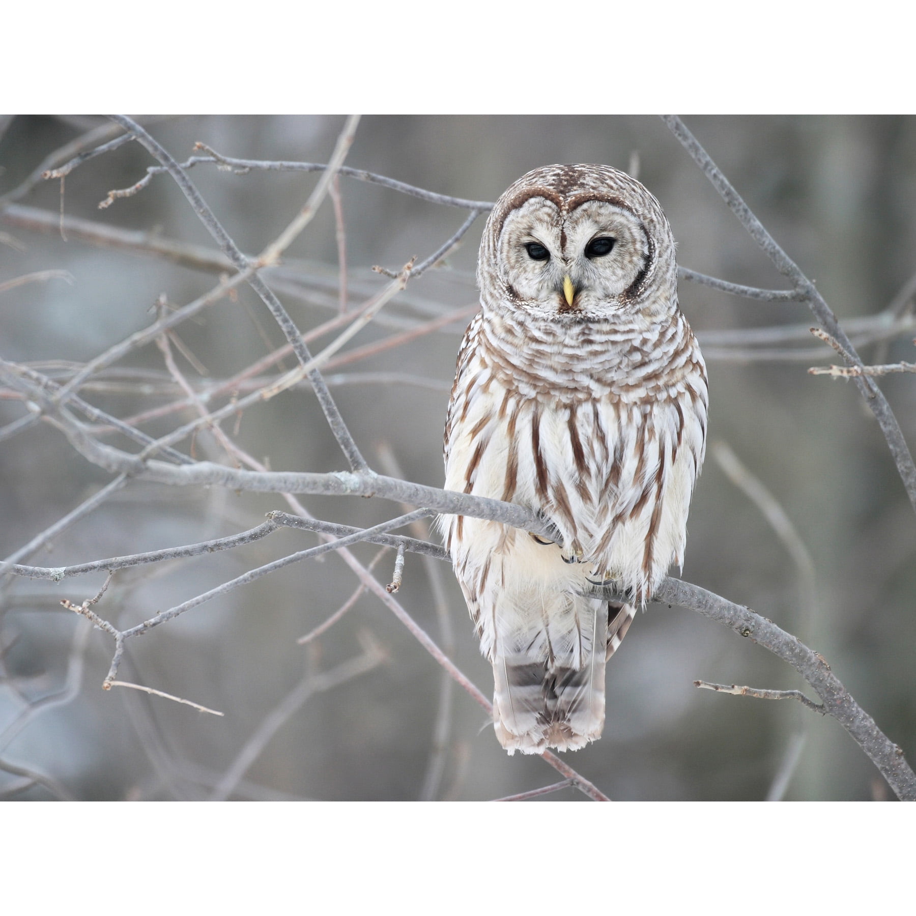 Mdf Barred Owl Bird Tree Nature Photo Extra Large XL Wall Art Poster ...