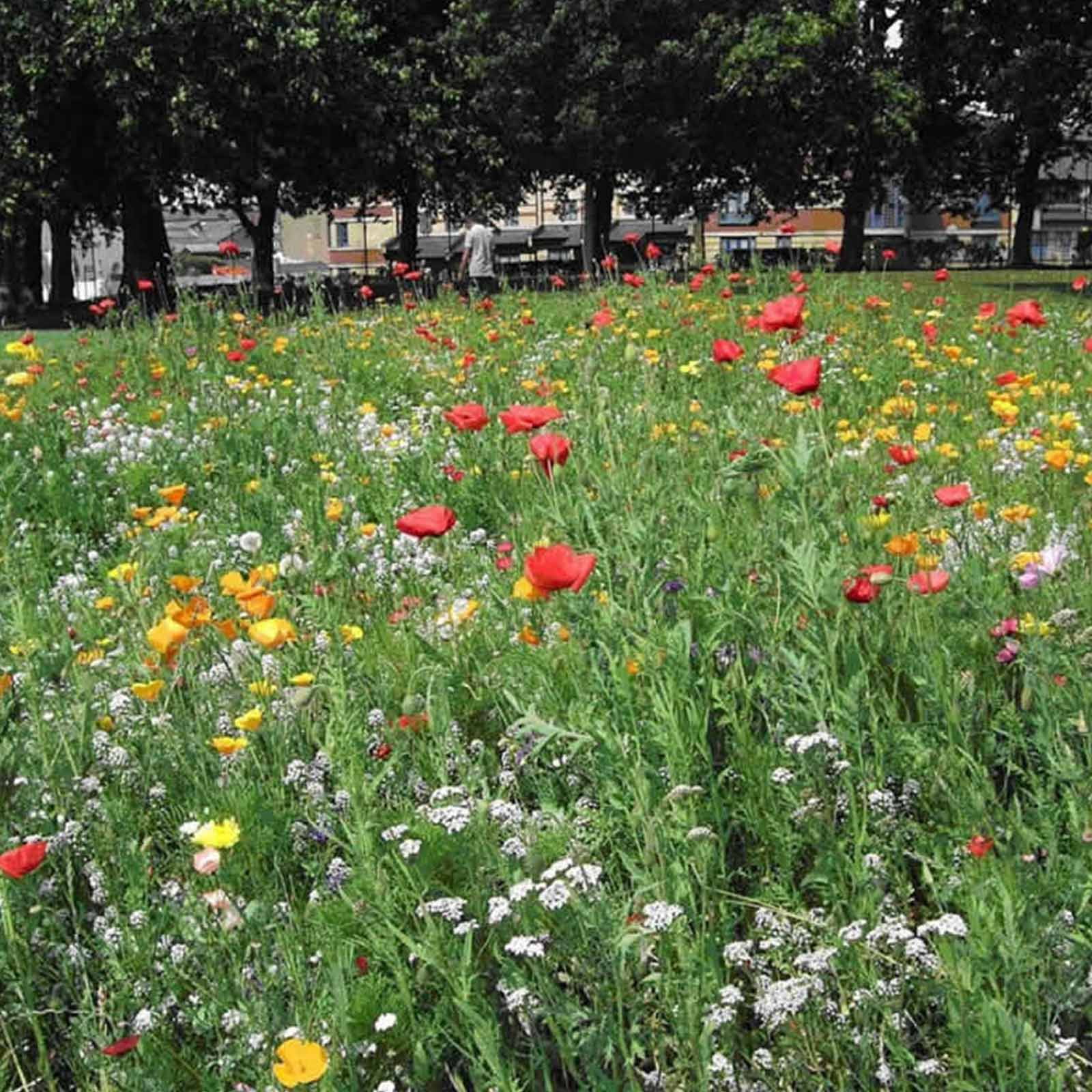 Meadow Wildflower Seed Mix - 1 Oz - Wild Flower Garden Mixture: Plains ...