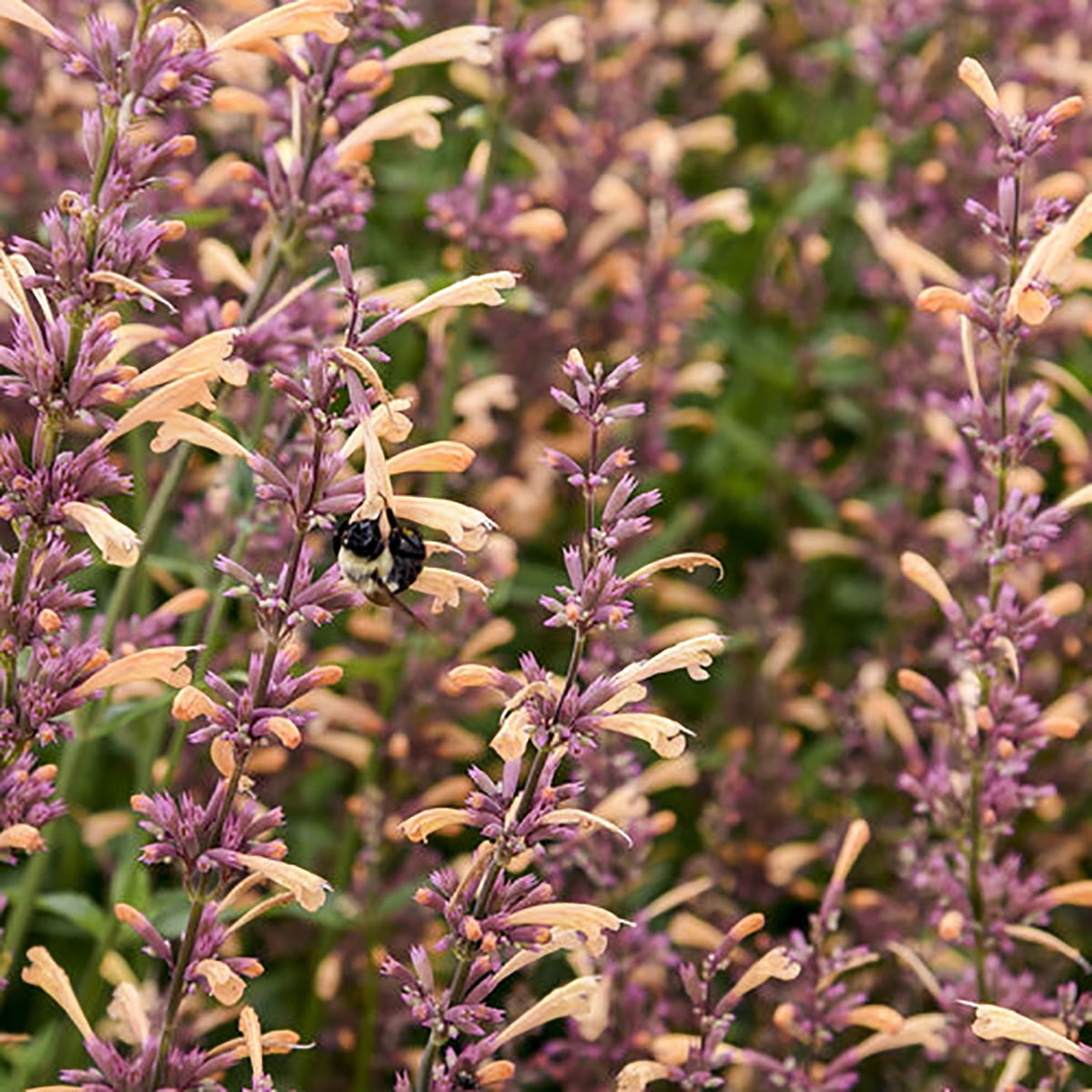 Meant to Bee™ Queen Nectarine Hummingbird Mint Agastache Hyssop ...