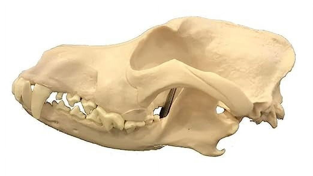 Life Size Canine Dog Skull Skeleton Anatomy Model for Veterinary ...