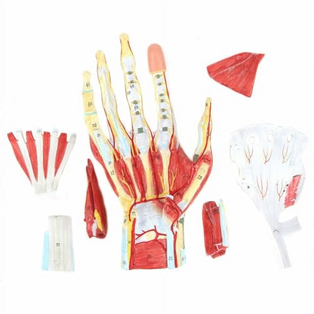 Medical Anatomical Hand Skeleton Model with Ligaments, Muscles, Nerves ...