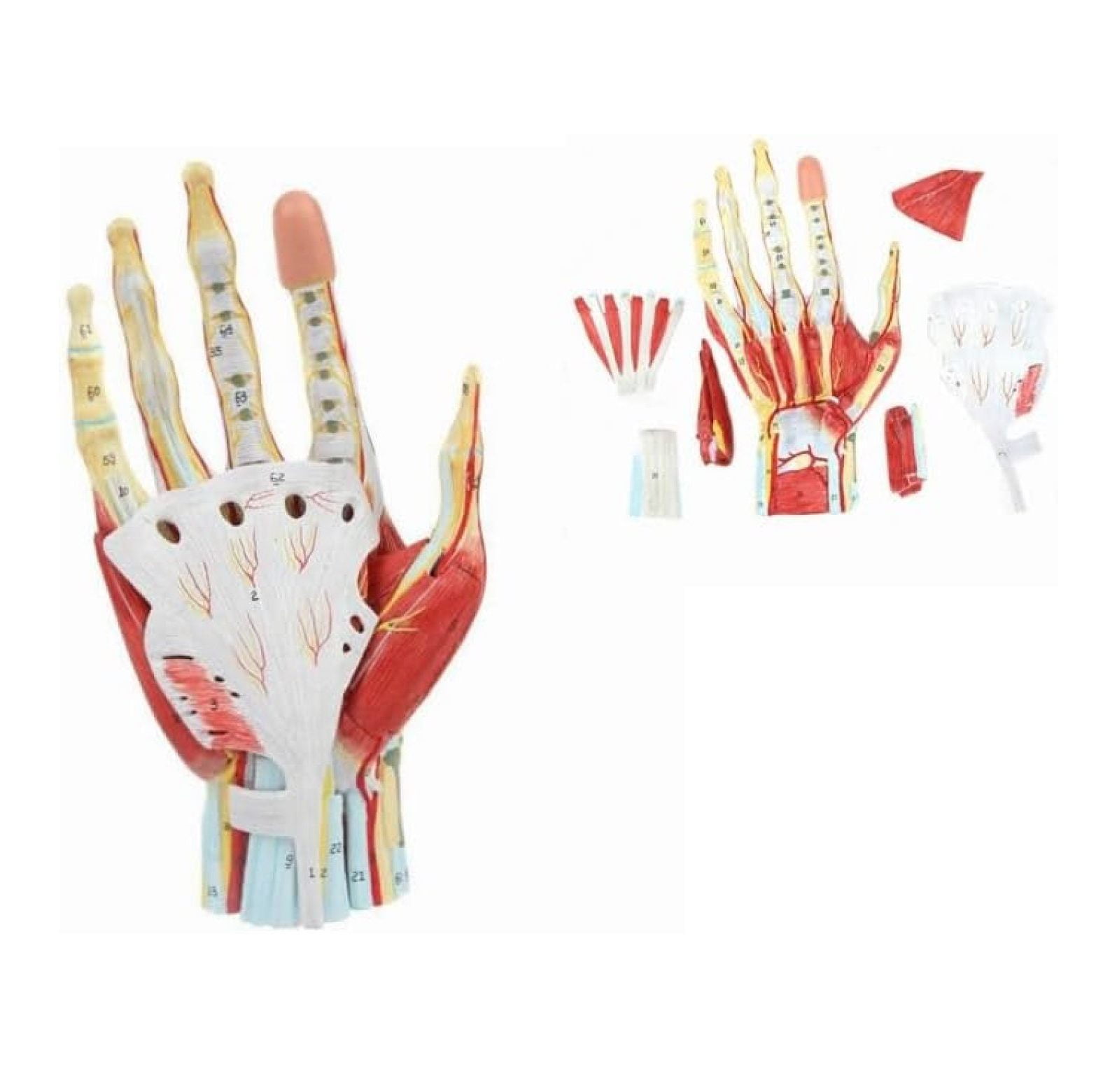 Medical Anatomical Hand Skeleton Model with Ligaments, Muscles, Nerves ...