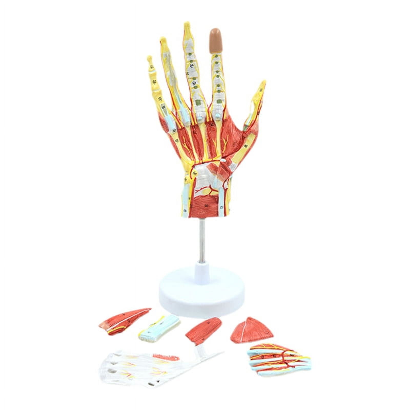 Medical Anatomical Hand Skeleton Model with Muscles, Ligaments, Nerves ...