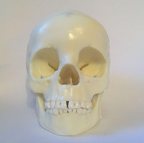 Medical Anatomical Human Child Skull Model, 5-year-old, 3-Part, Life ...