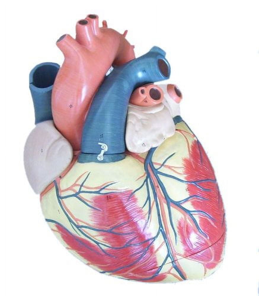 Medical Anatomical Human Jumbo Heart Model, 3-Part, 3X Enlarged ...