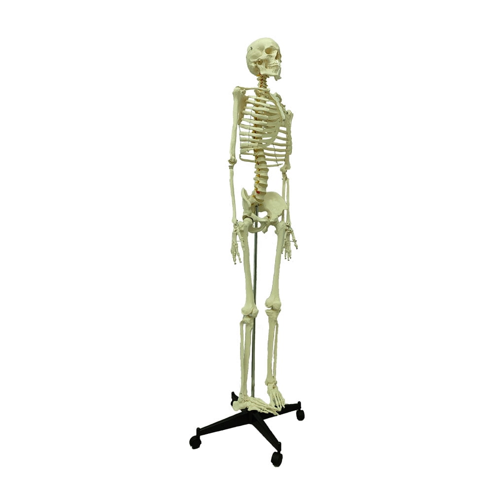 Medical Anatomical Human Skeleton Model Medical Teaching AIDS Specimen ...