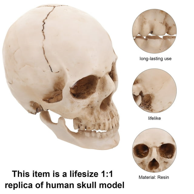 Medical Anatomical Human Skull Model, Life Size Replica Realistic Human ...