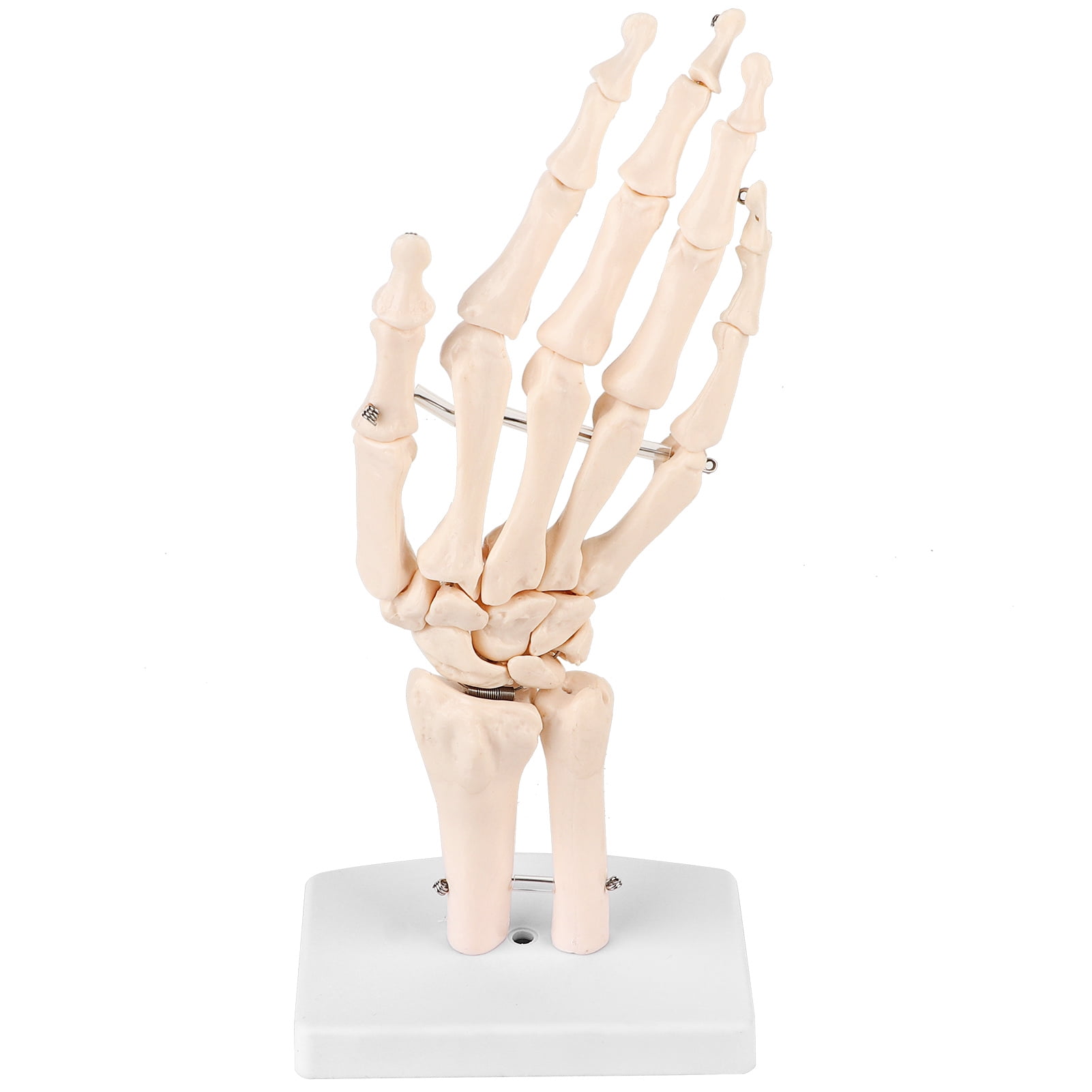 Medical Anatomical Life size Human Hand Joint Study Skeleton Model ...