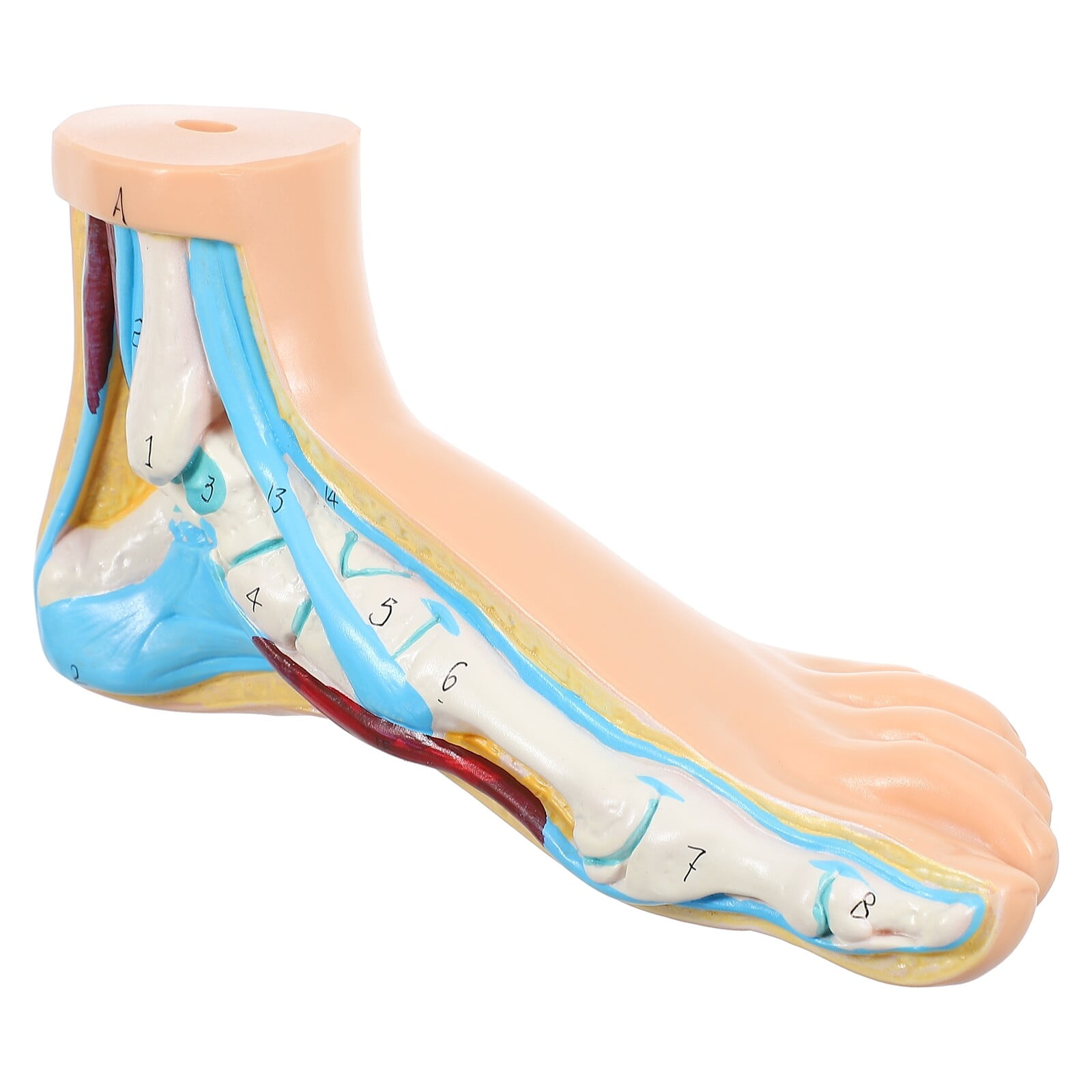 Medical Anatomical Normal Foot Model Clinic Display Normal Foot Anatomy ...