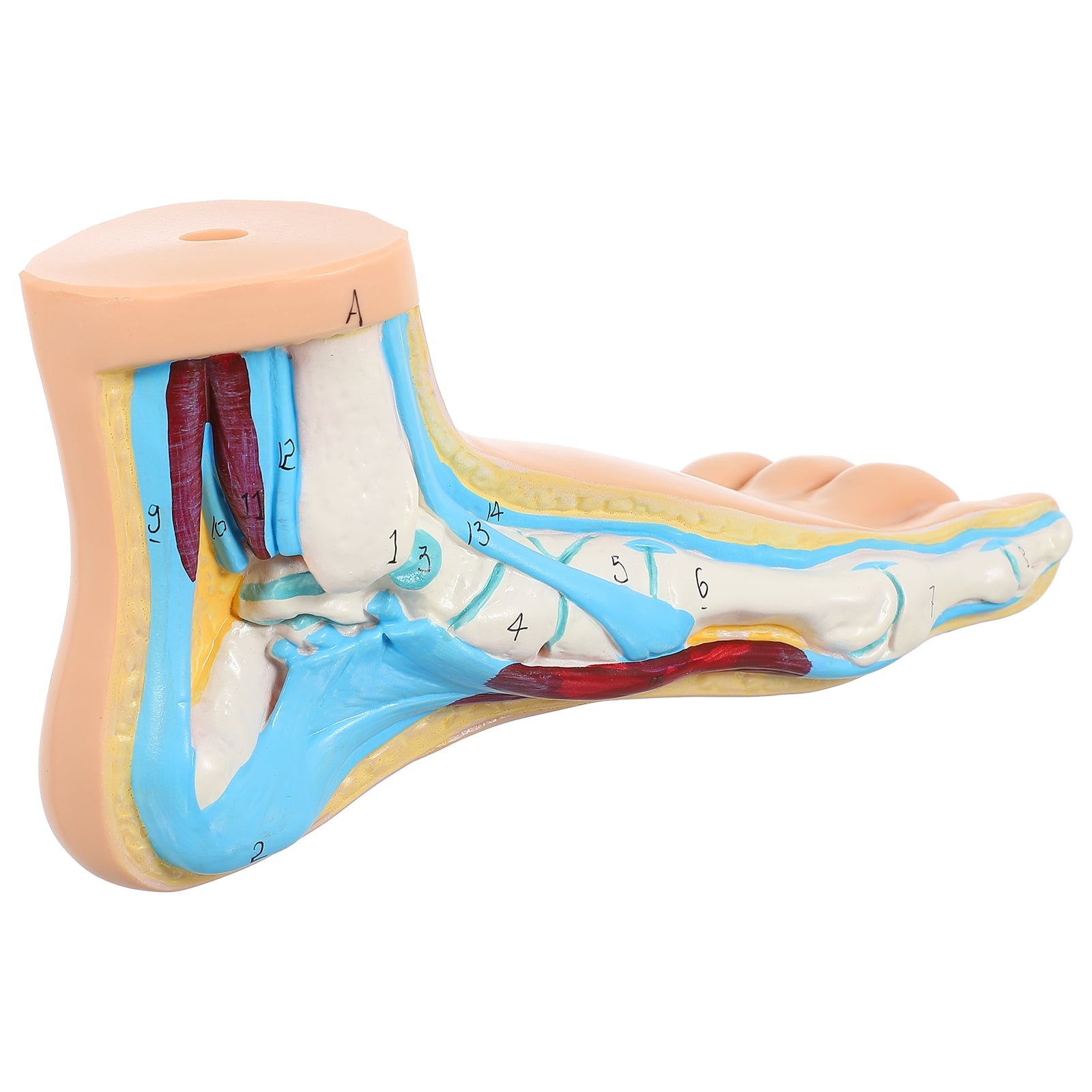 Medical Anatomical Normal Foot Model Clinic Display Normal Foot Anatomy ...