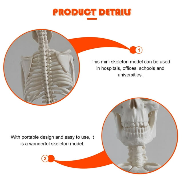 Medical Anatomical Skeleton Human Skeleton Model Scientific Model for ...