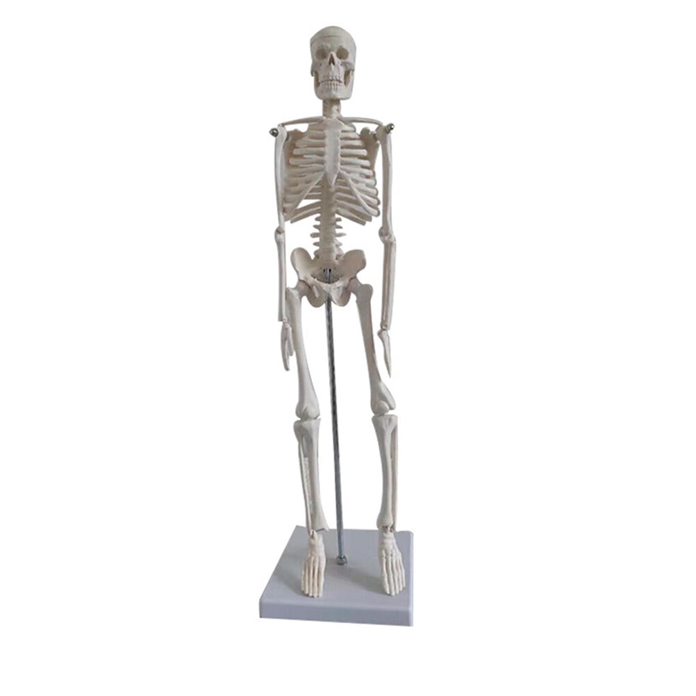 Medical Anatomical Skeleton Human Skeleton Model Nepal | Ubuy