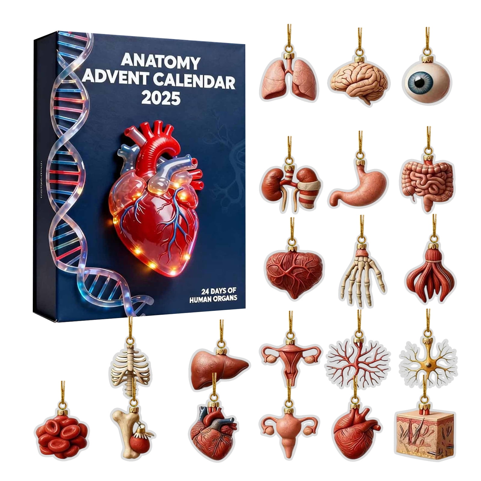 Medical Model Advent Calendar 2025, 2D Christmas Countdown with 24 ...