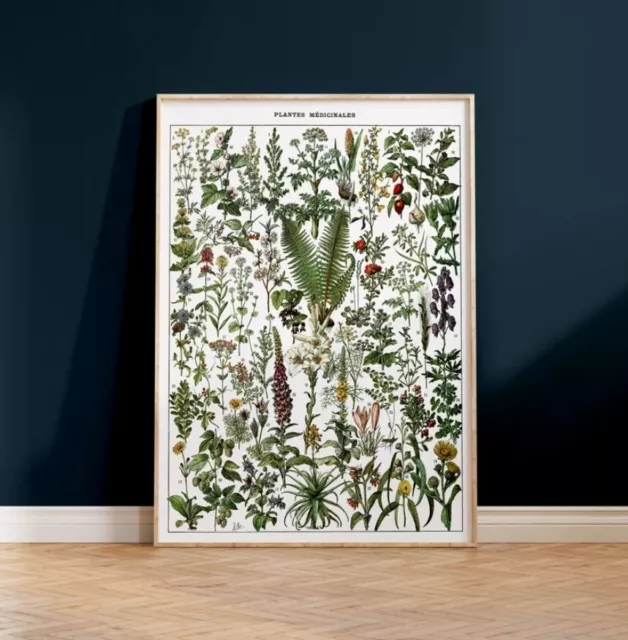 Medical Plant Poster 1909 Adolphe Millot Printable Wall Art Vintage ...