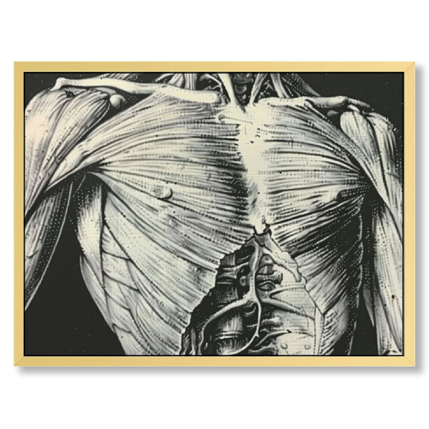Medical Posters Muscle Anatomy Wall Art - Human Anatomy Artwork Muscle ...