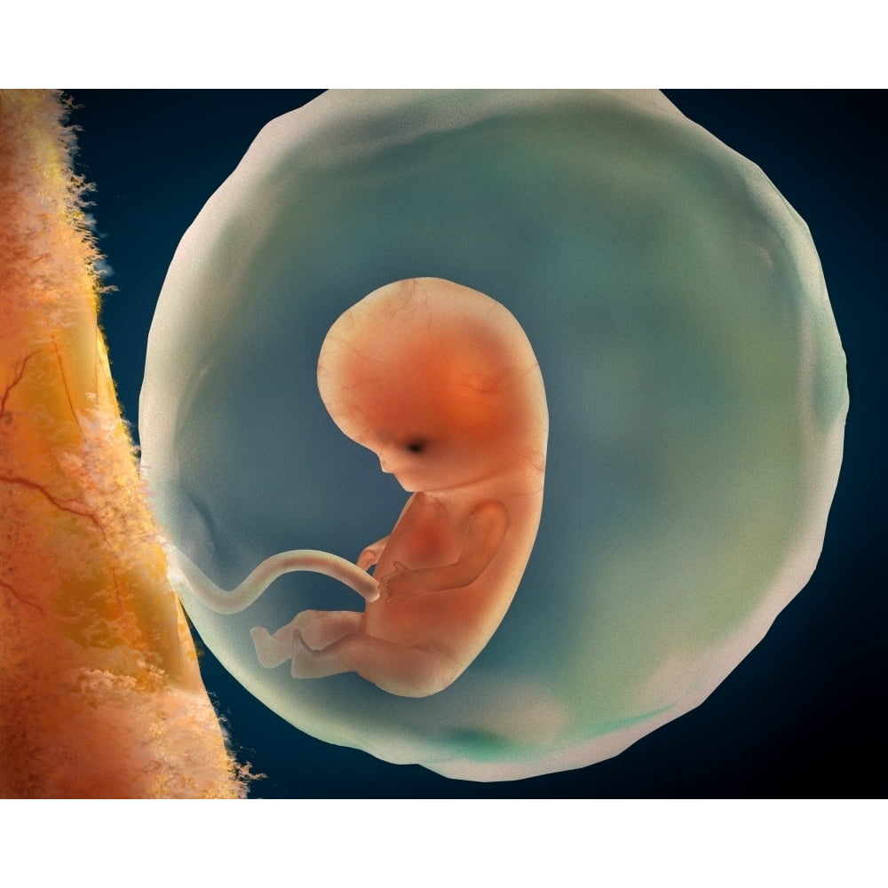 Medical illustration of fetus development at 9 weeks Poster Print ...