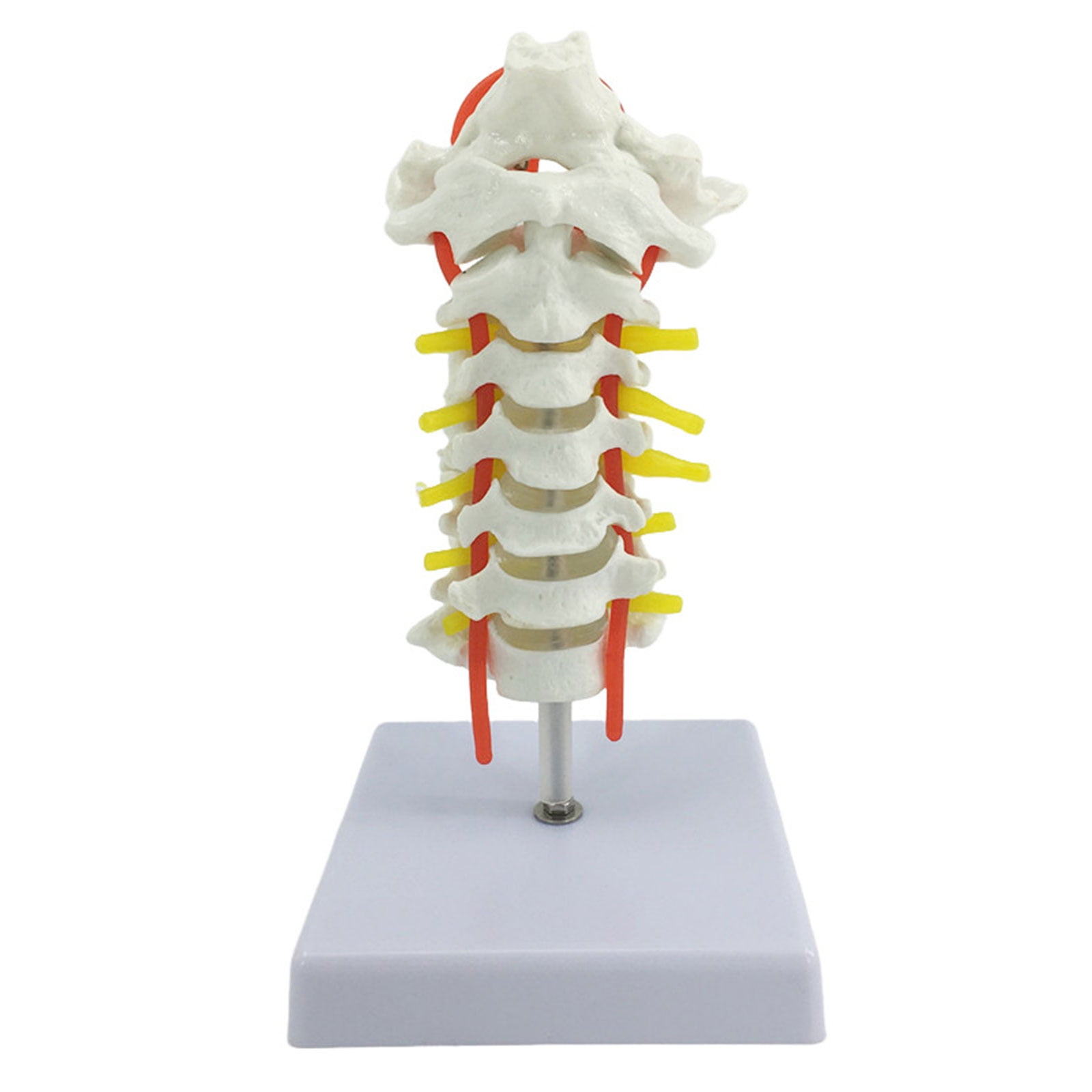 Medicals Grade PVC Cervical Spine Model With Nerve Structures For ...