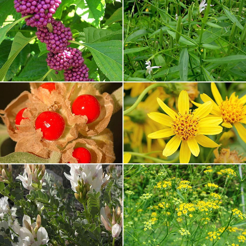 Medicinal Herb Garden AJH3 Seed Collection #1 - A 6 Pack of Rare ...
