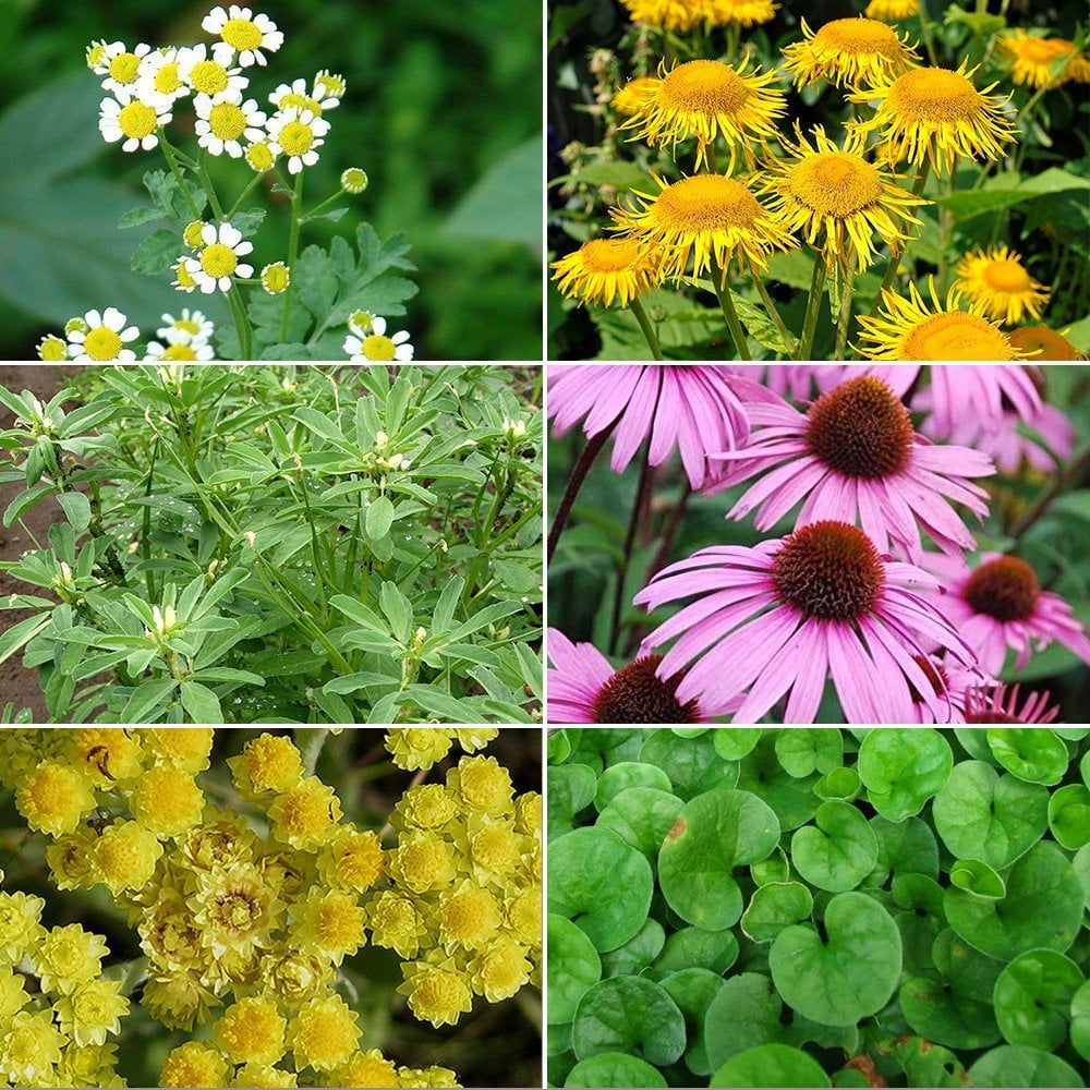 Medicinal Herb Garden Seed Collection #4 MVR1 - A Pack of Rare ...