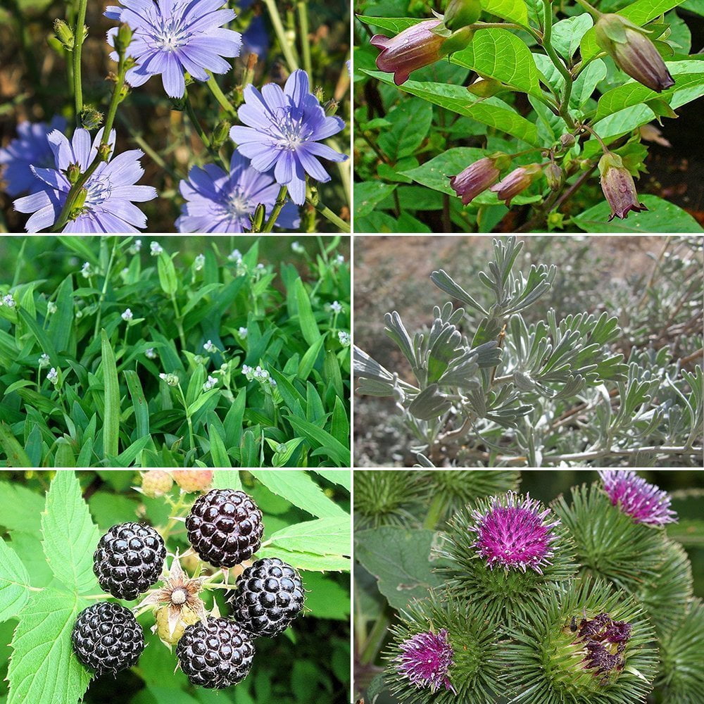 Medicinal Herb GardenTRDN Seed Collection #2 - A 6 Variety of Rare ...