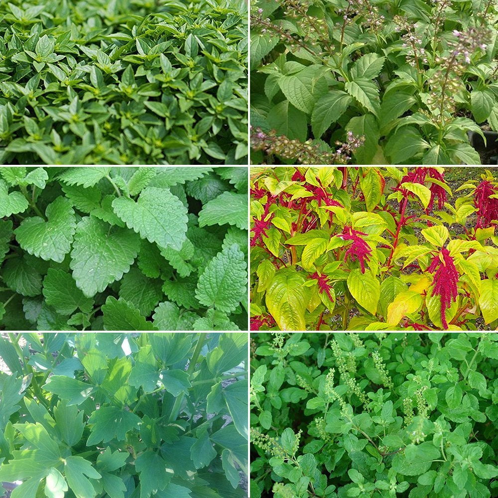 Medicinal Herb GardenTRDN Seed Collection #5 - A 6 Variety of Rare ...