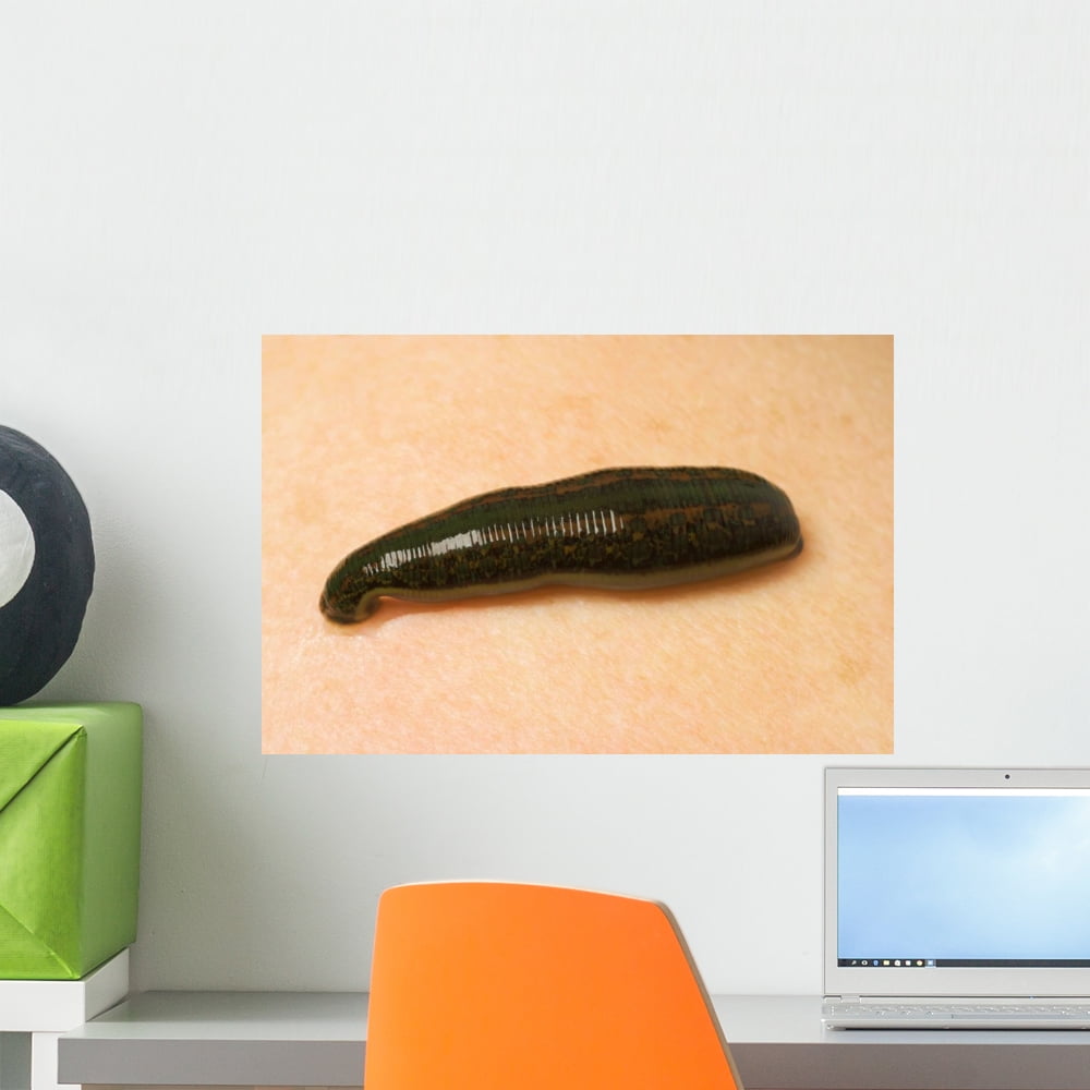 Medicinal Leech-hirudo Medicinalis Wall Mural by Wallmonkeys Peel and ...