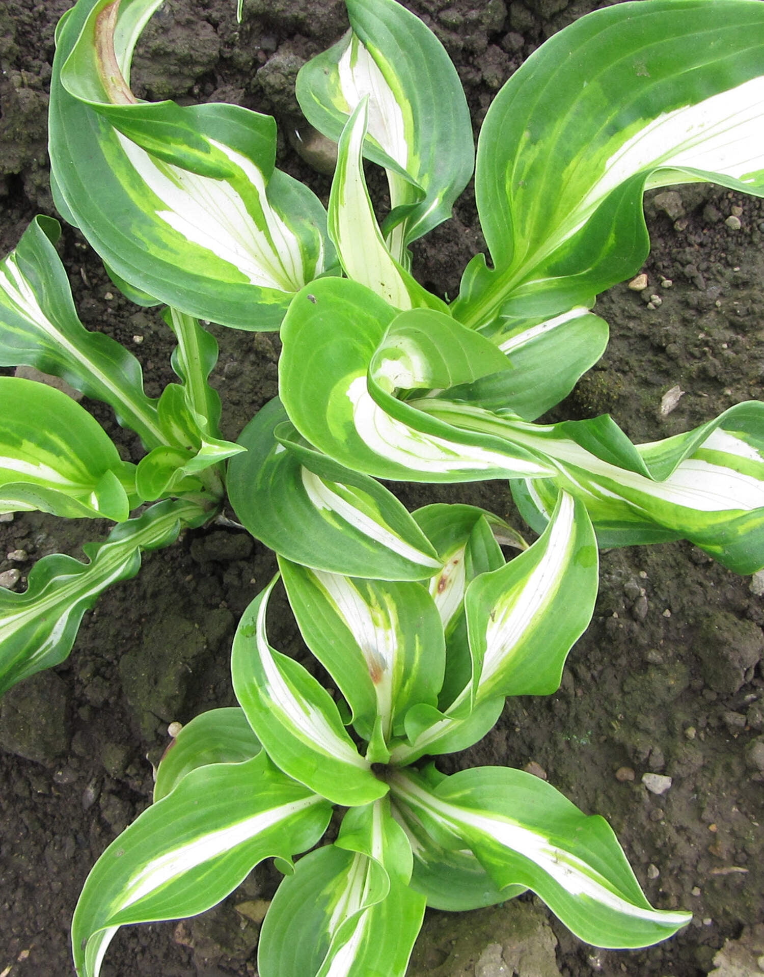 Medio Variegata Hosta - 3 root divisions - Walmart.com