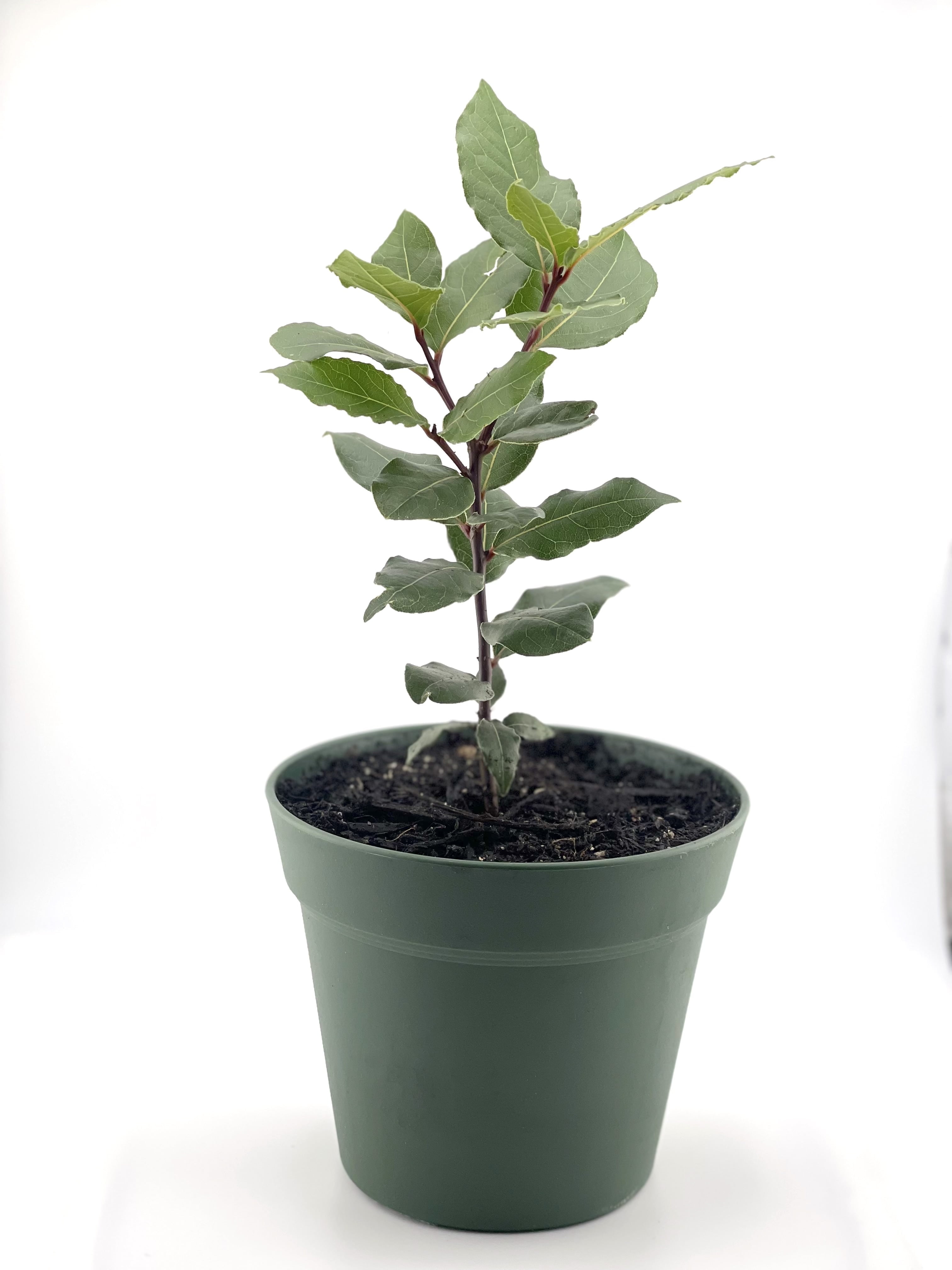 Mediterranean Bay Laurel Tree - Walmart.com