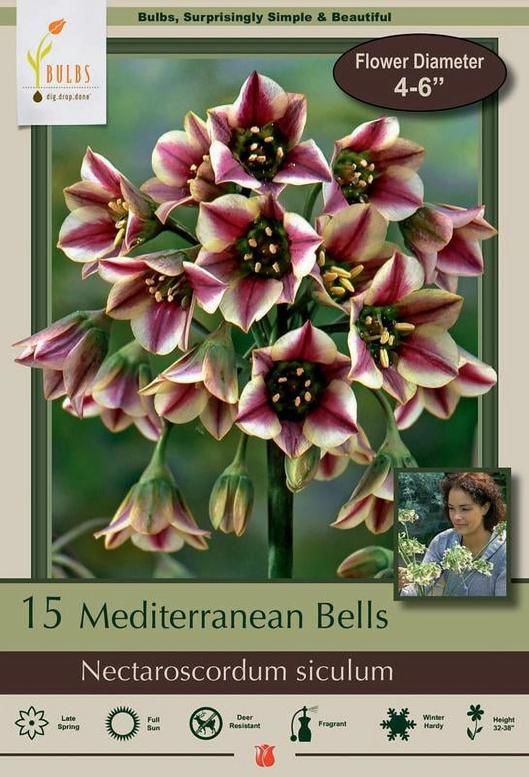 Mediterranean Bells 15 Bulbs - Nectaroscordum - 8/10 cm Bulbs - Walmart.com